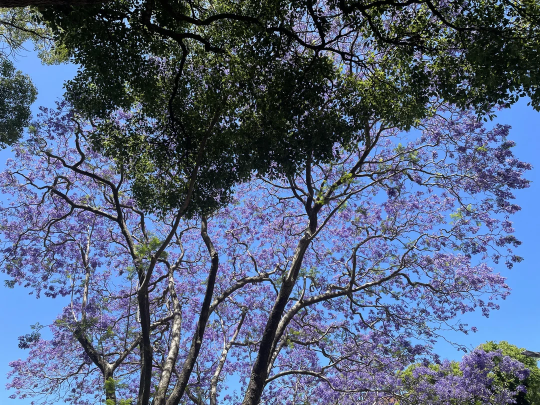 Just realised that the jacarandas are back out in full force. | Scrolller