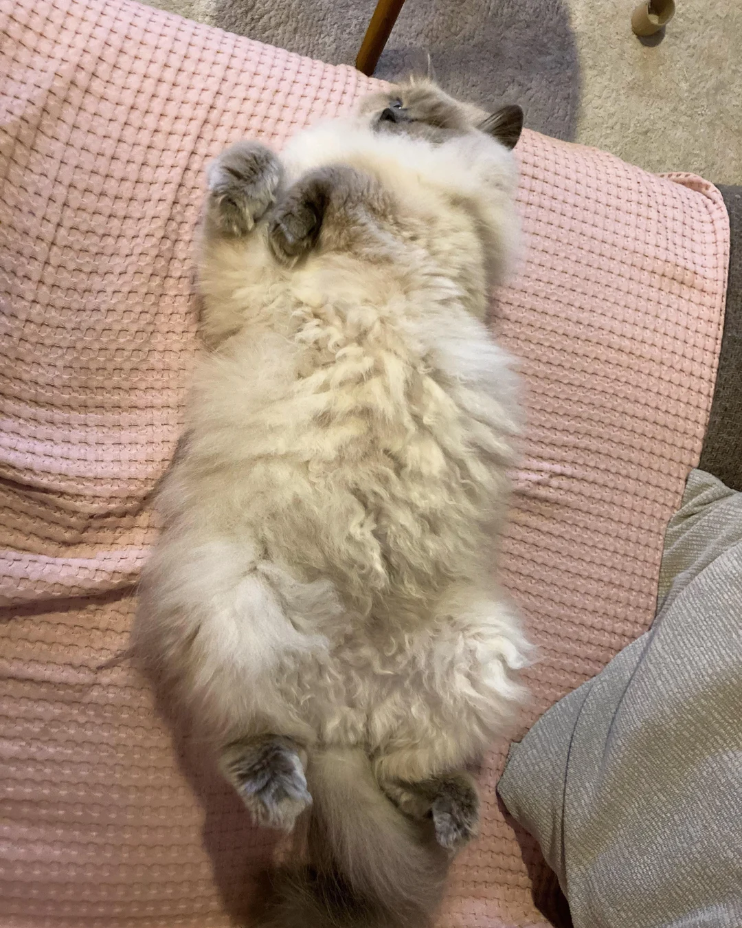 Floof girl | Scrolller