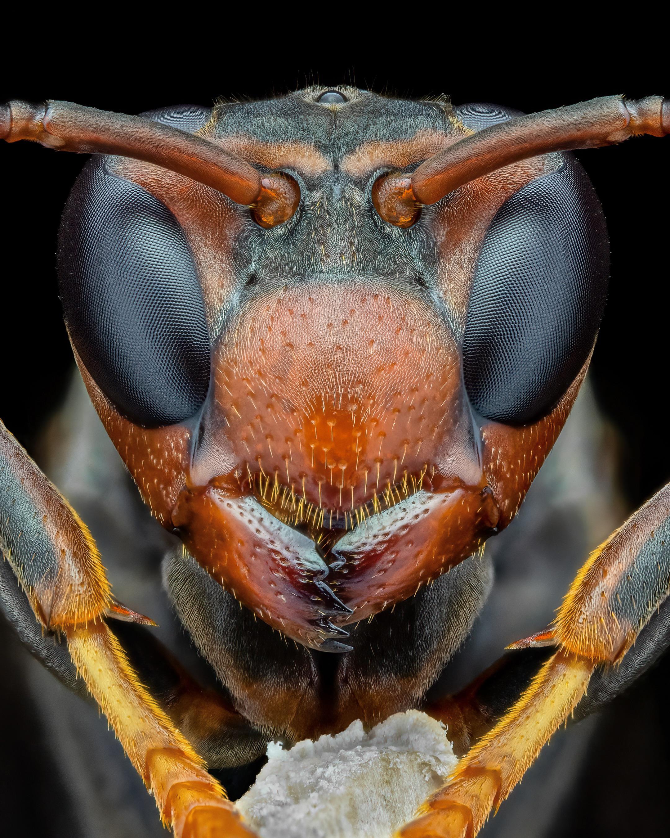 Metricus paper wasp | Scrolller