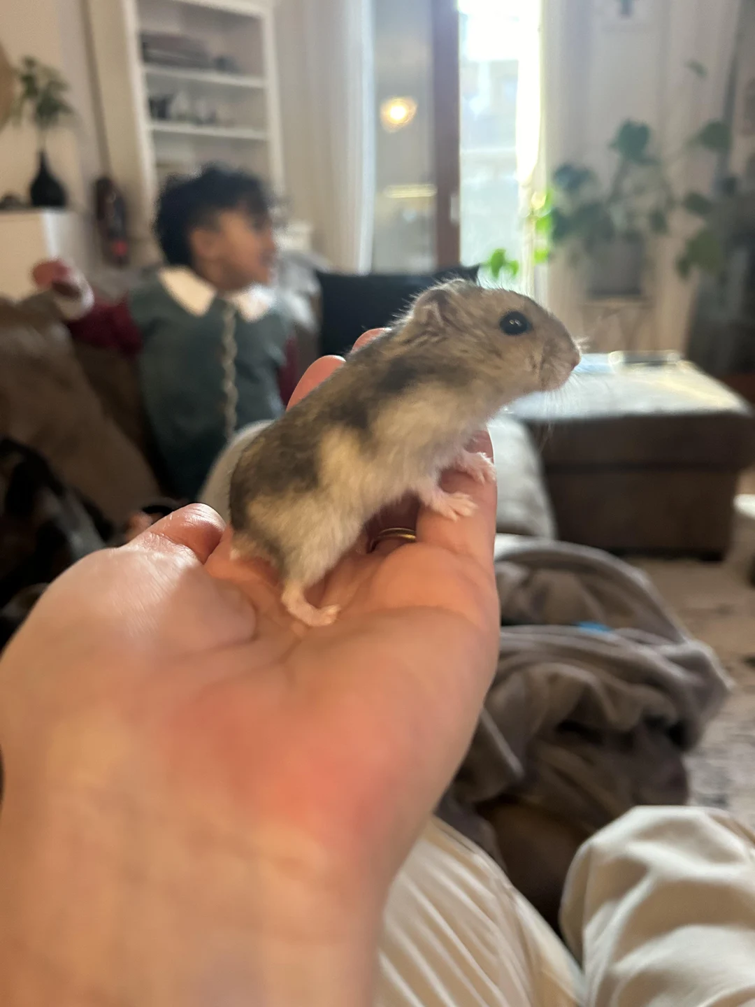 Hamsters pee is pink | Scrolller