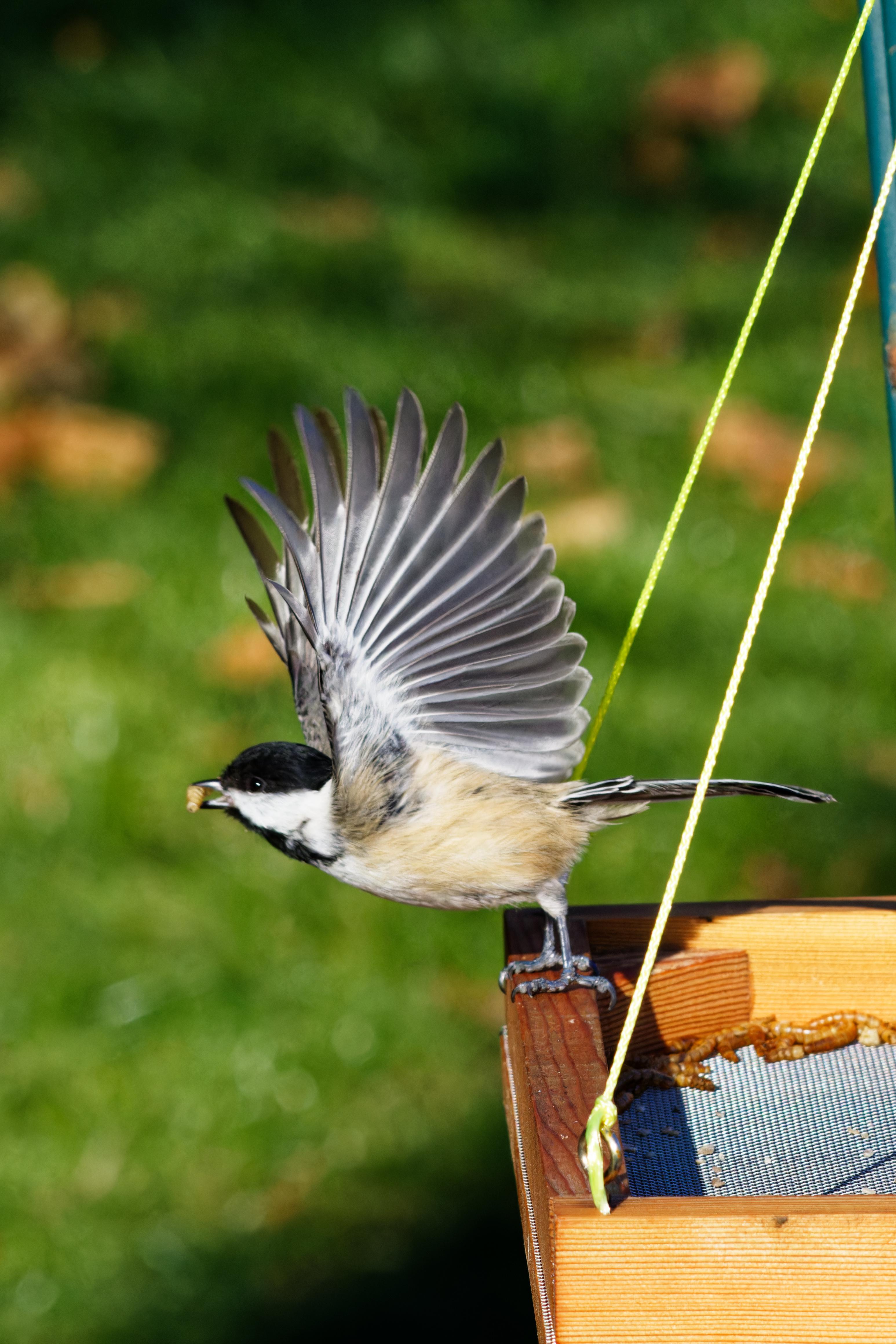 Chickadee waving goodbye after getting its snack | Scrolller