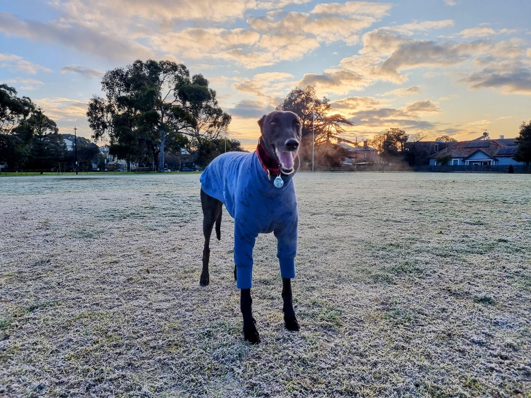 I'm biased but Jayce is heckin photogenic 😍 | Scrolller