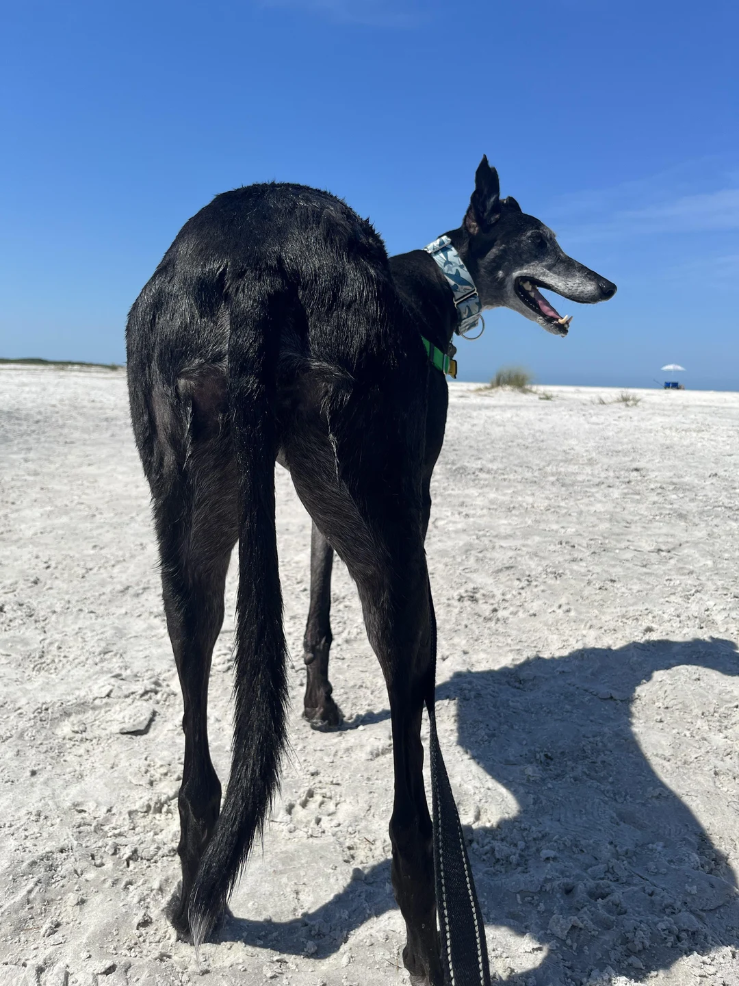 Beach Bum | Scrolller