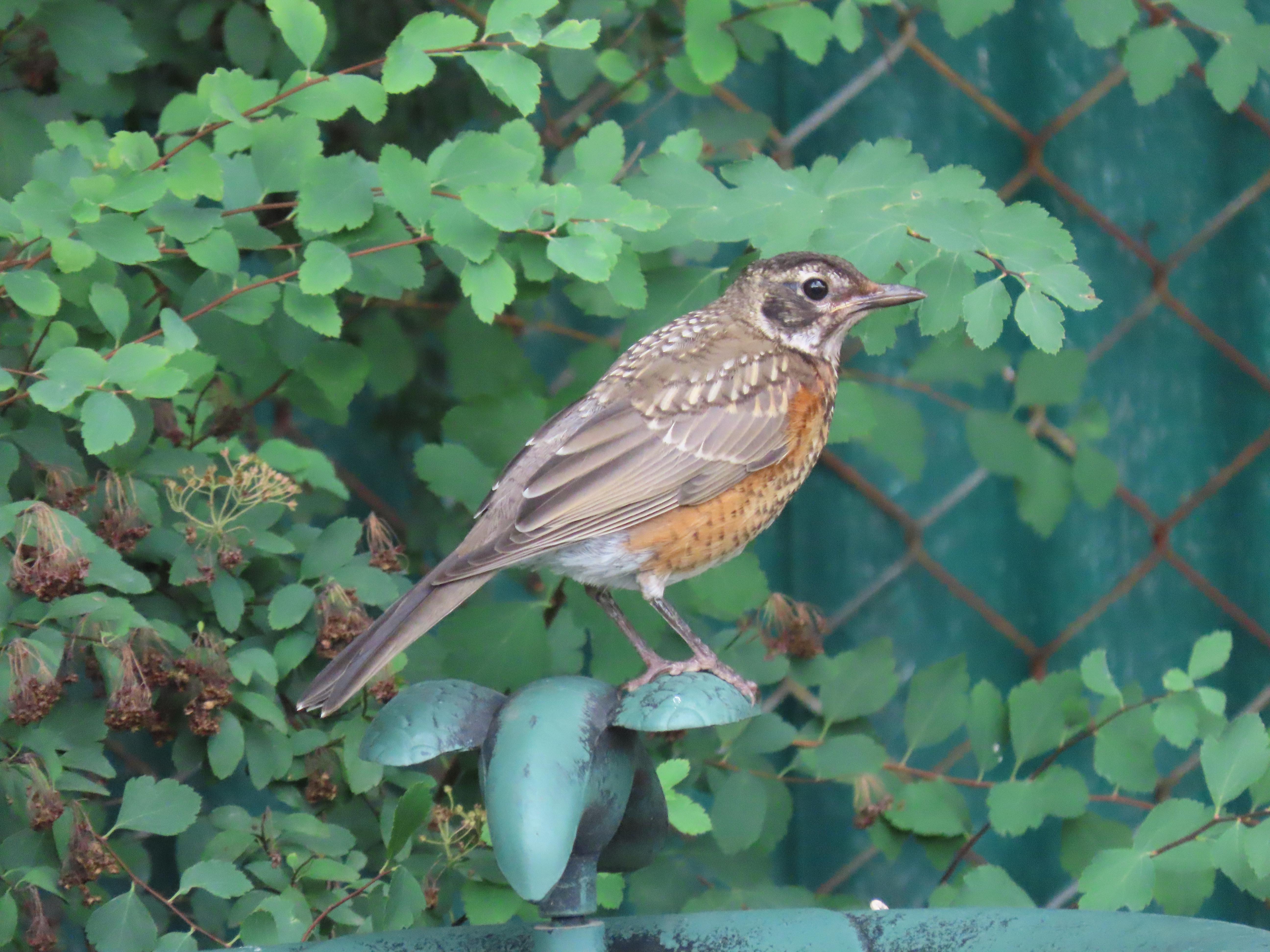 American robin | Scrolller