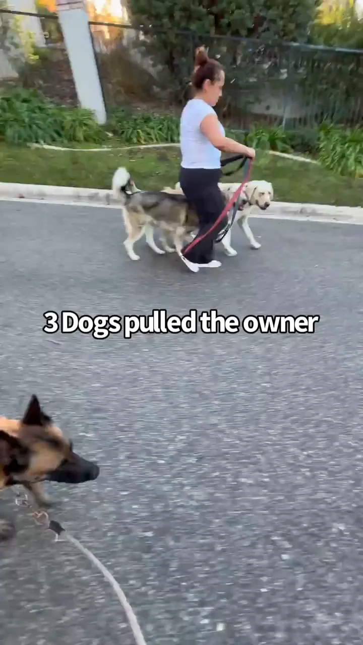 Dogs pulling owner | Scrolller