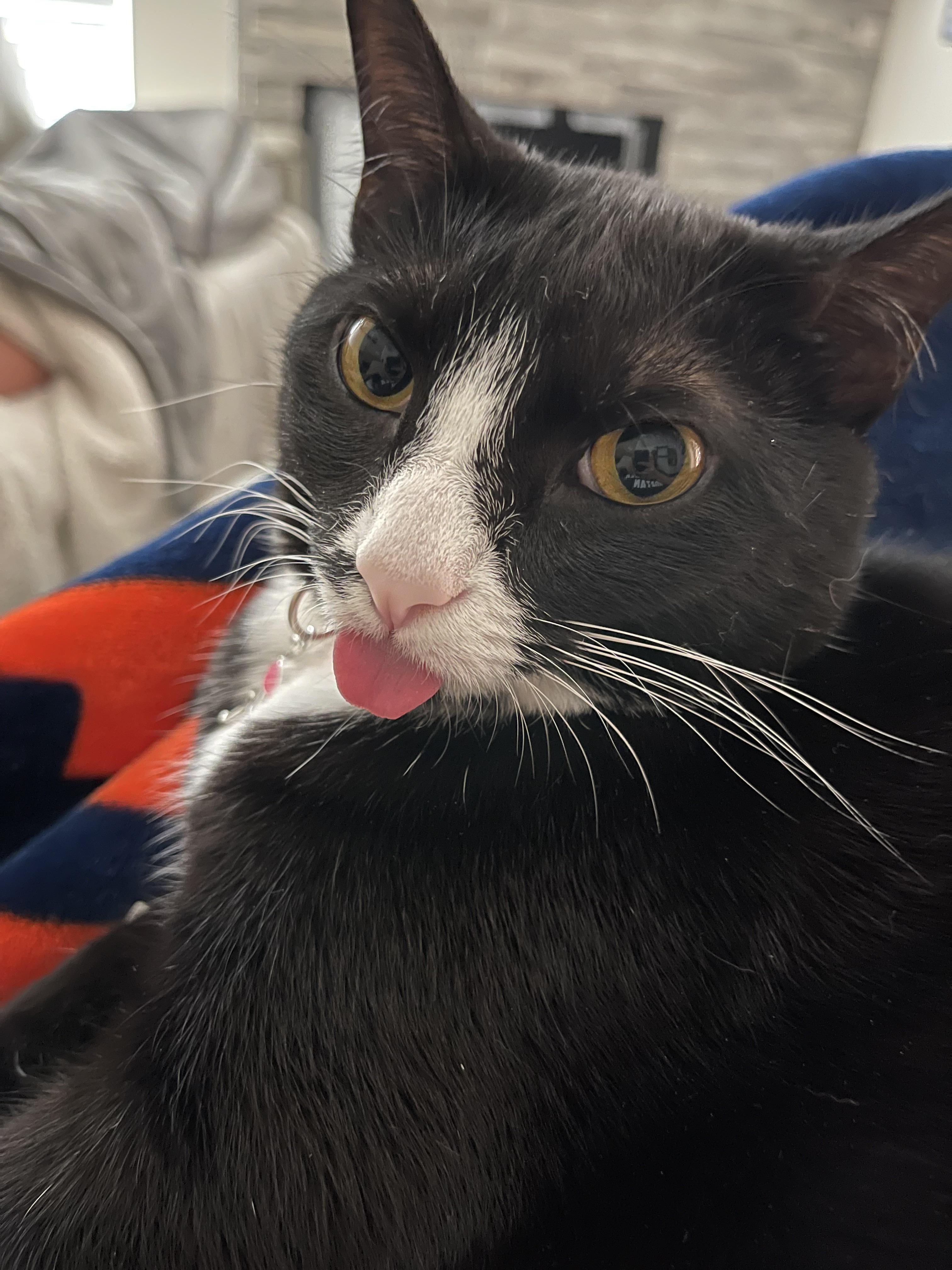 Mabel’s usual blep :P | Scrolller