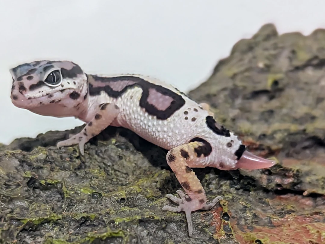 Bioactive enclosure pros/cons? | Scrolller