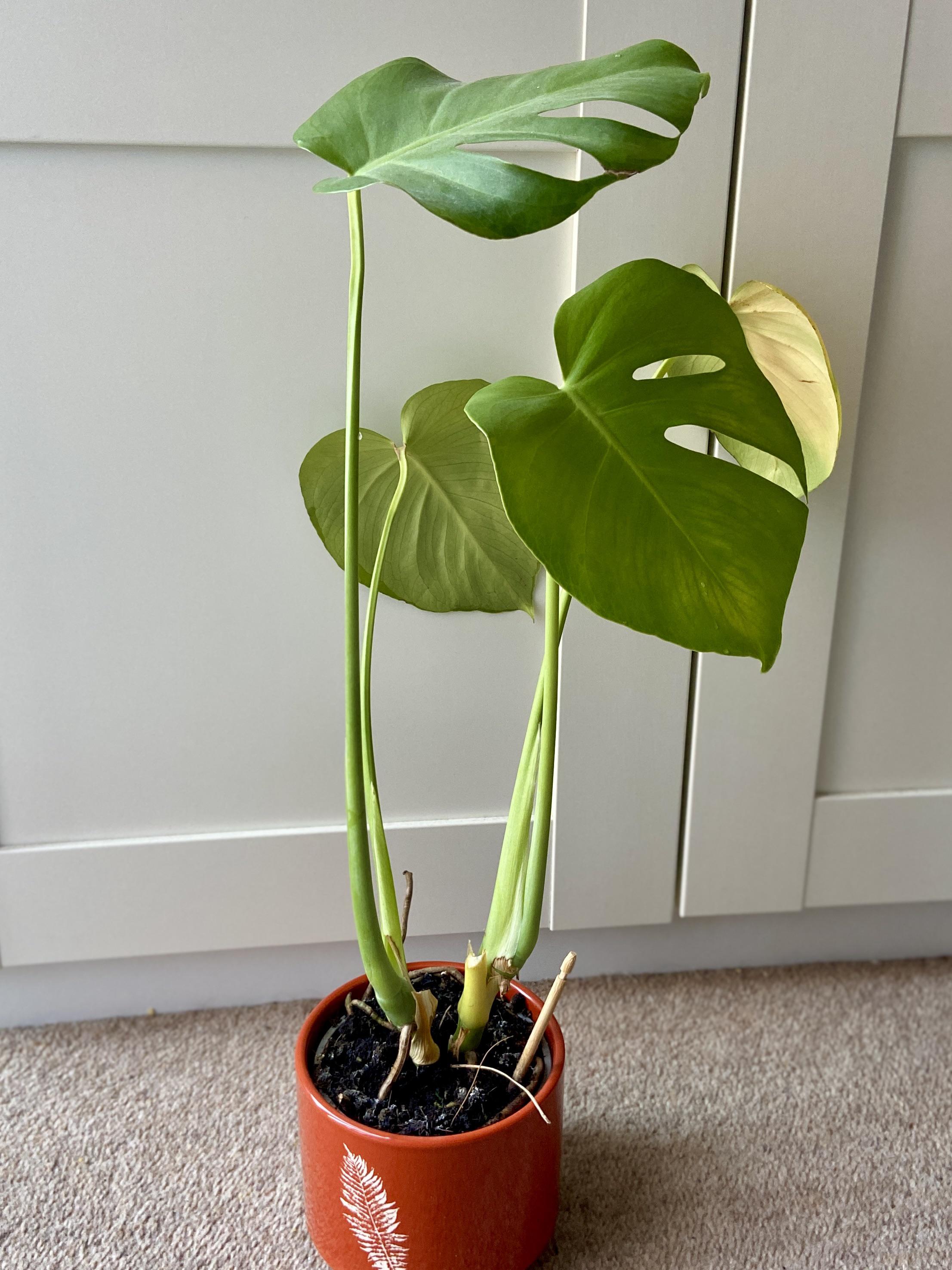 Monstera plant | Scrolller