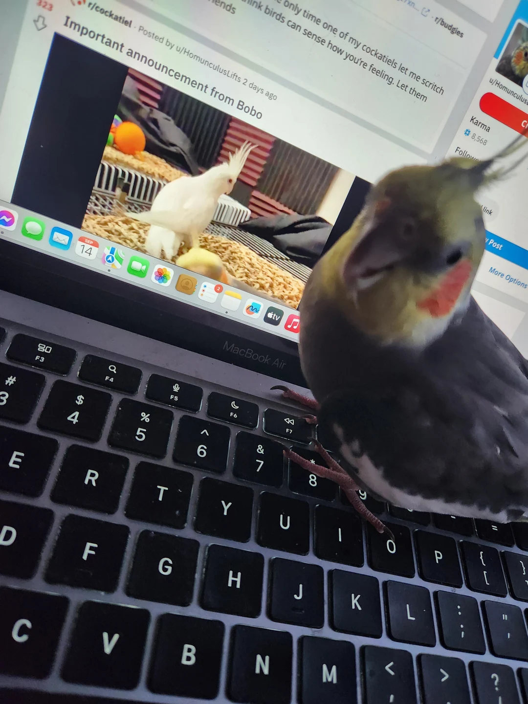 Browsing through~ | Scrolller