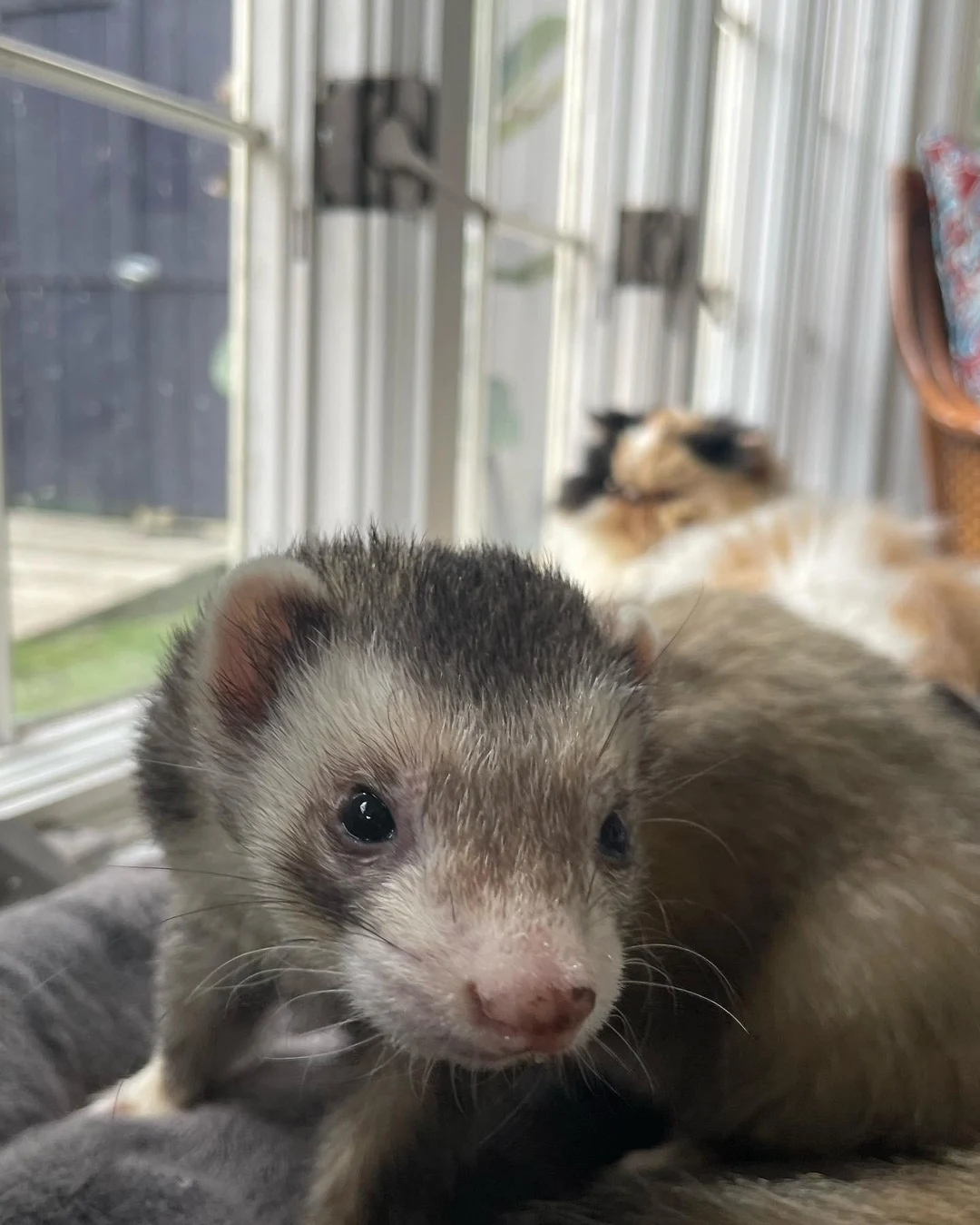 D.I.P. Bandit. My best friend who has been with me for almost 6 years. | Scrolller