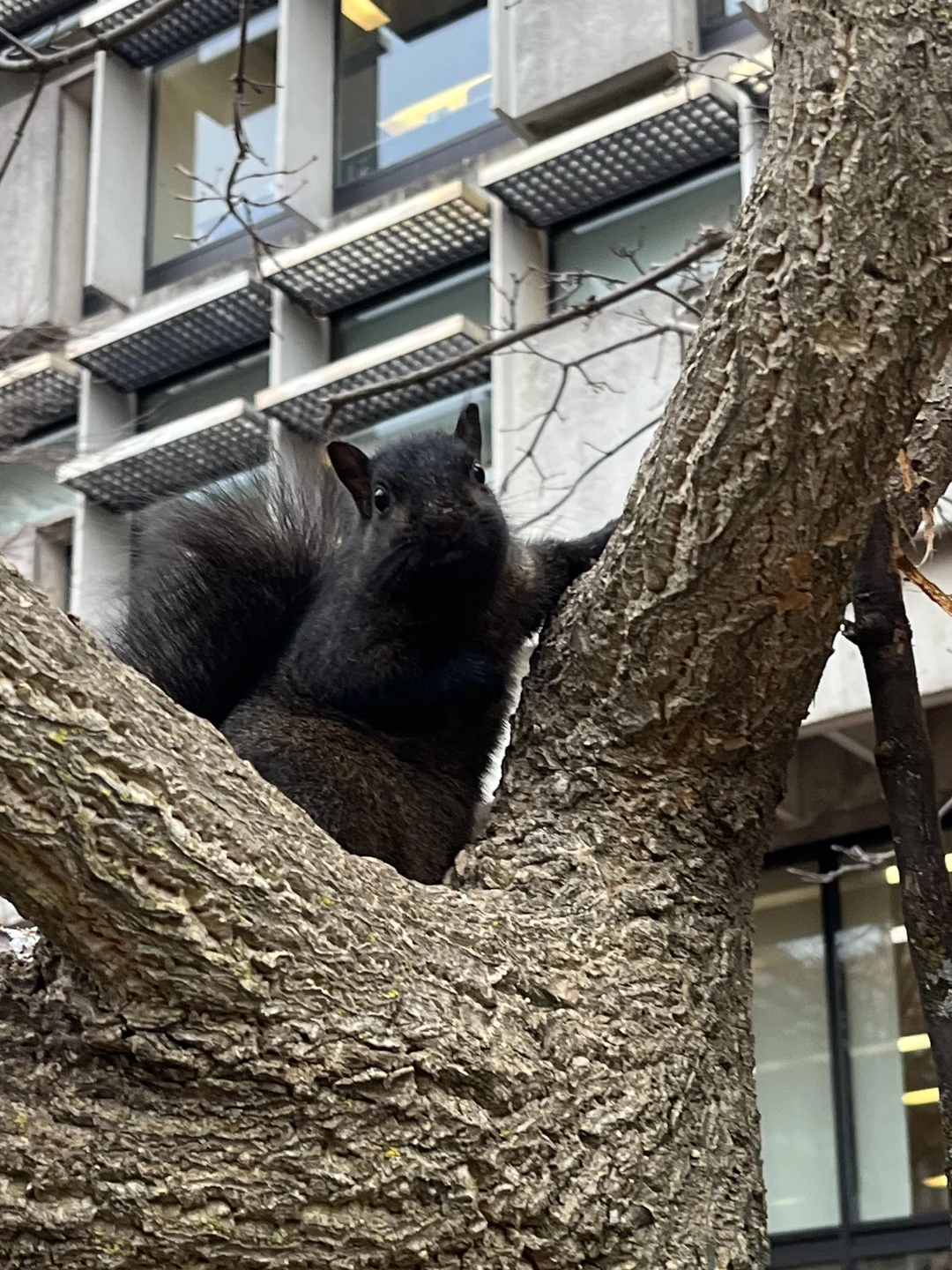 Discover more like Squirrels: Bear 🐻 and Related Content | Scrolller