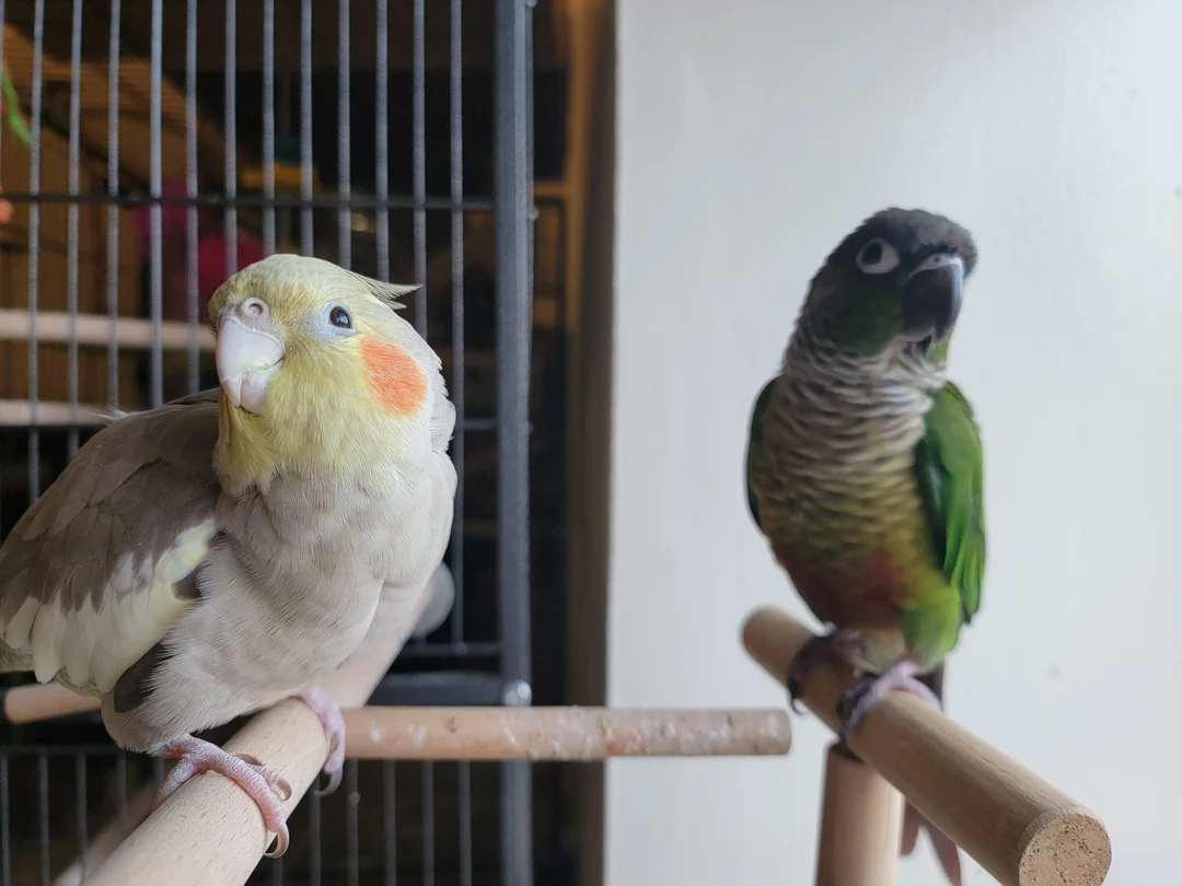 Stinky #1 and Stinky #2. They pretend they hate each other but they are inseparable! | Scrolller