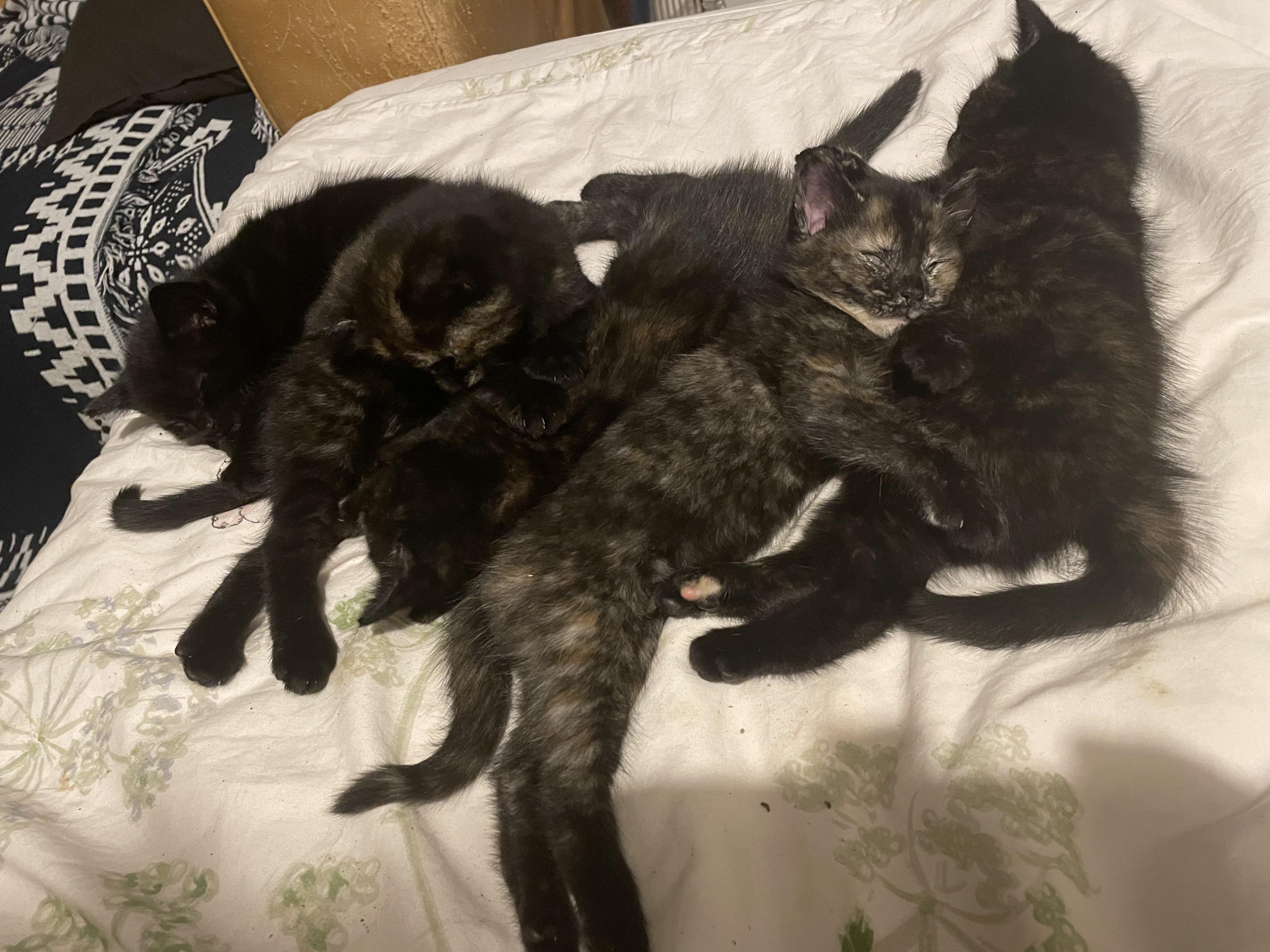 Tops & Tails | Scrolller