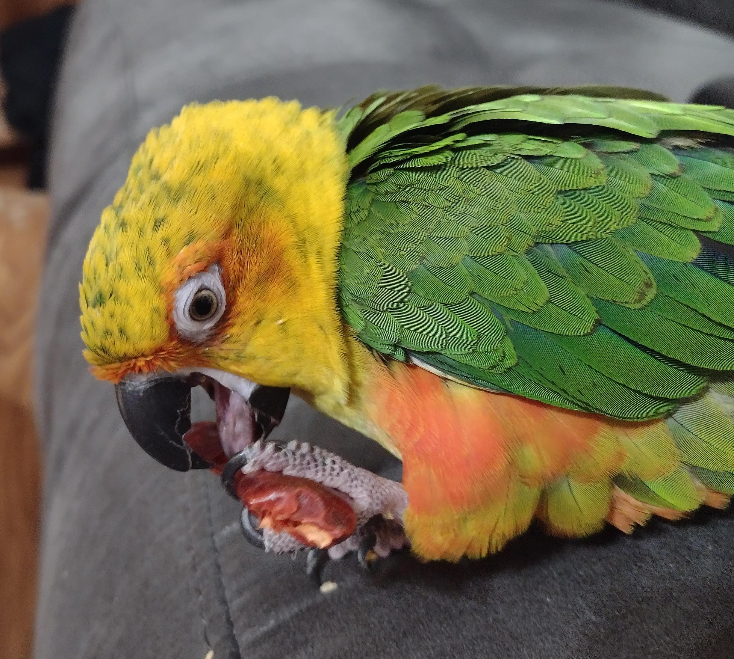 Cheep will fight you over dried peppers. | Scrolller