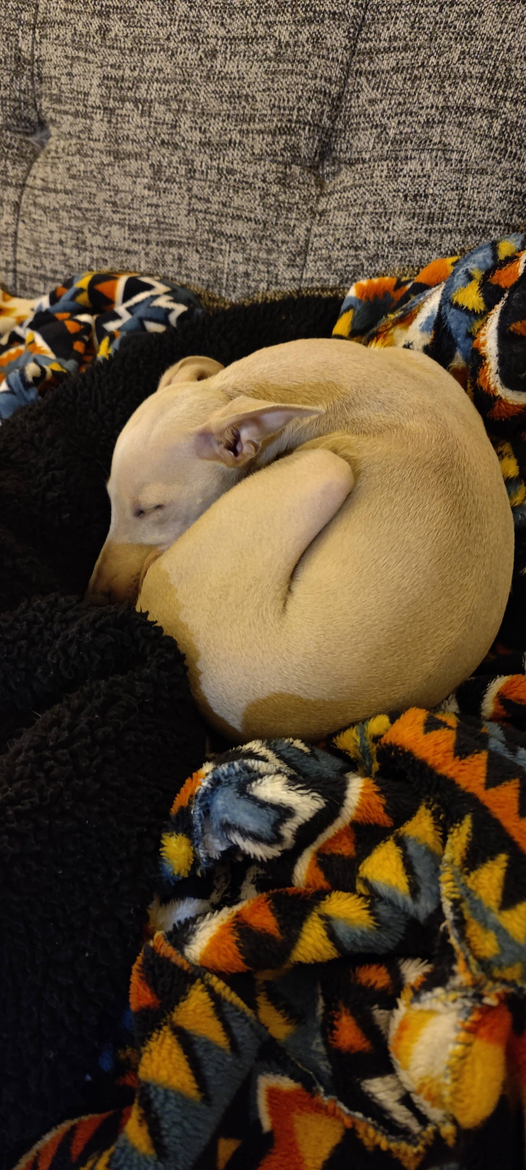 (OC) I thought I was getting a wolf... | Scrolller