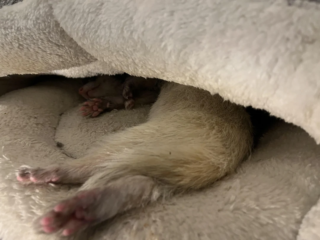 Ferret butt from the ferret cave. Toe beans bonus. | Scrolller