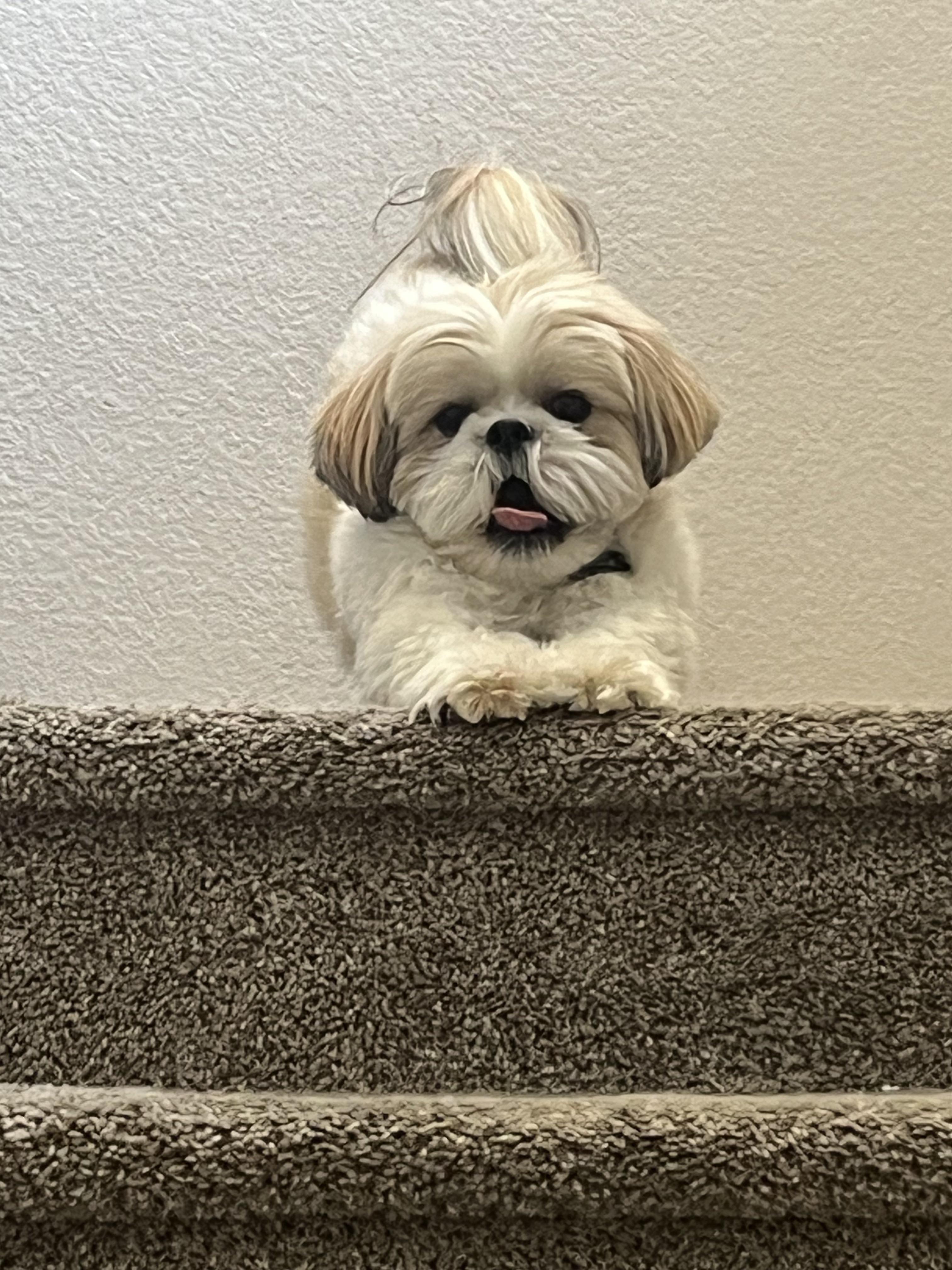 Caught him mid-yawn. | Scrolller