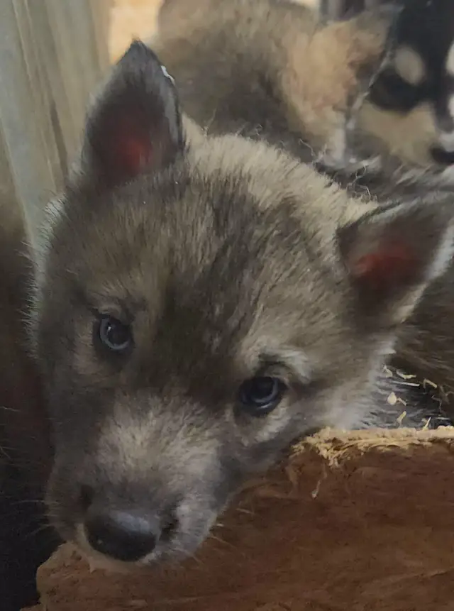 Getting my first husky! | Scrolller