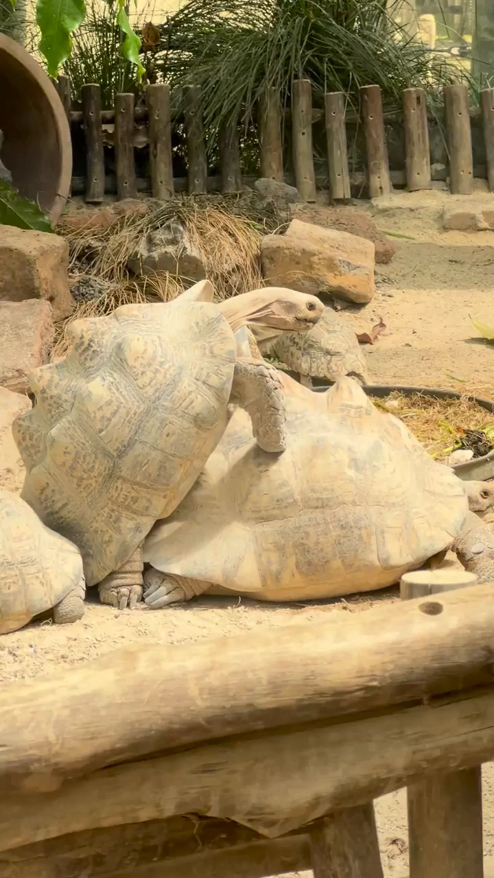Zoo Turtles putting up a show in front of kids | Scrolller