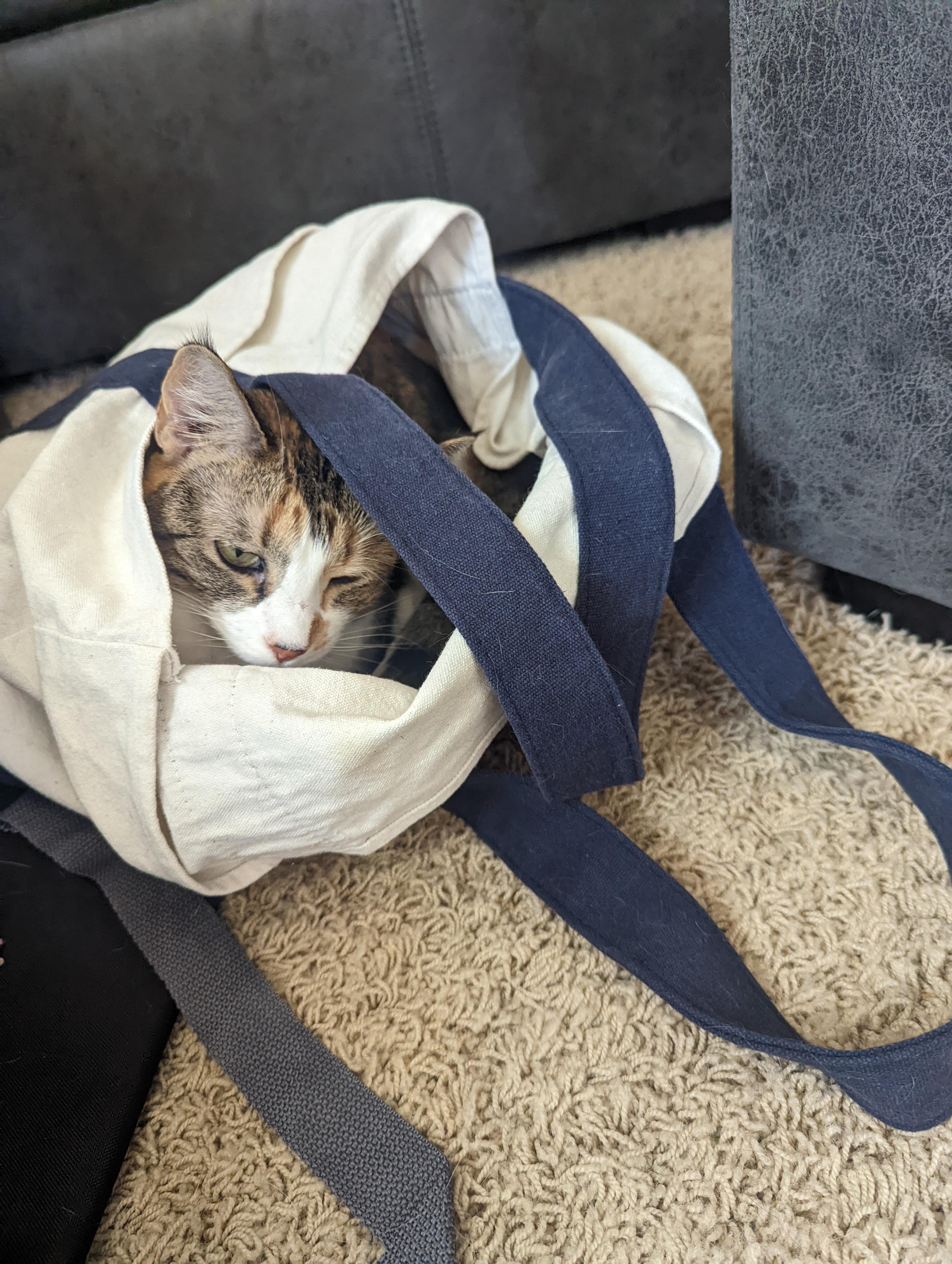 They always find a way in my bags haha | Scrolller