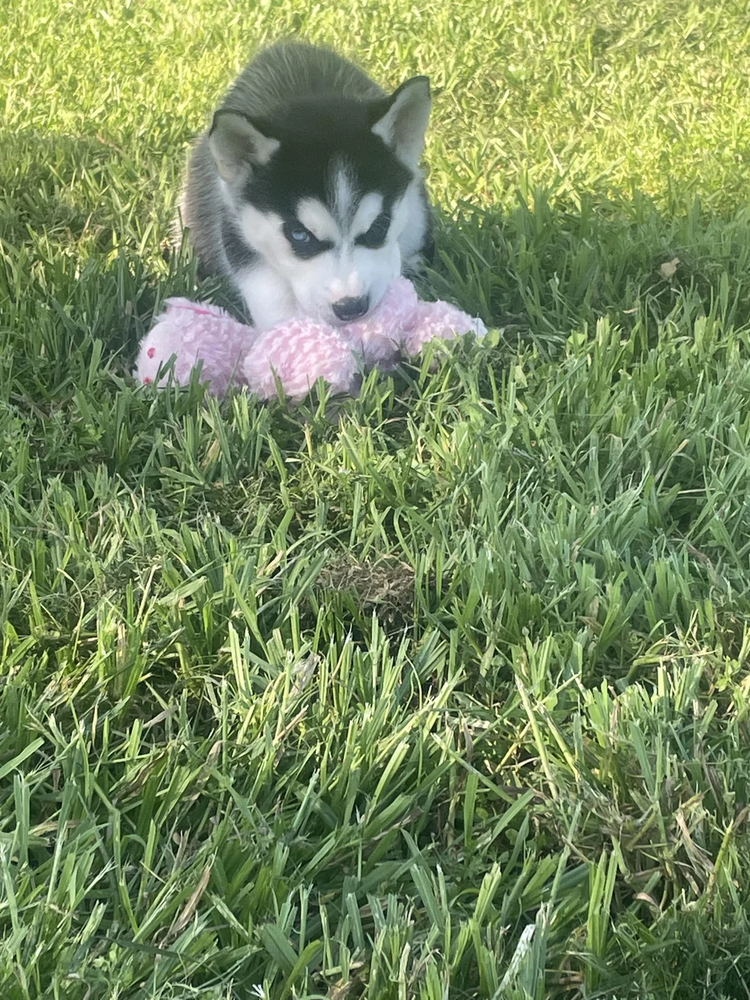 Meet Roxy! | Scrolller