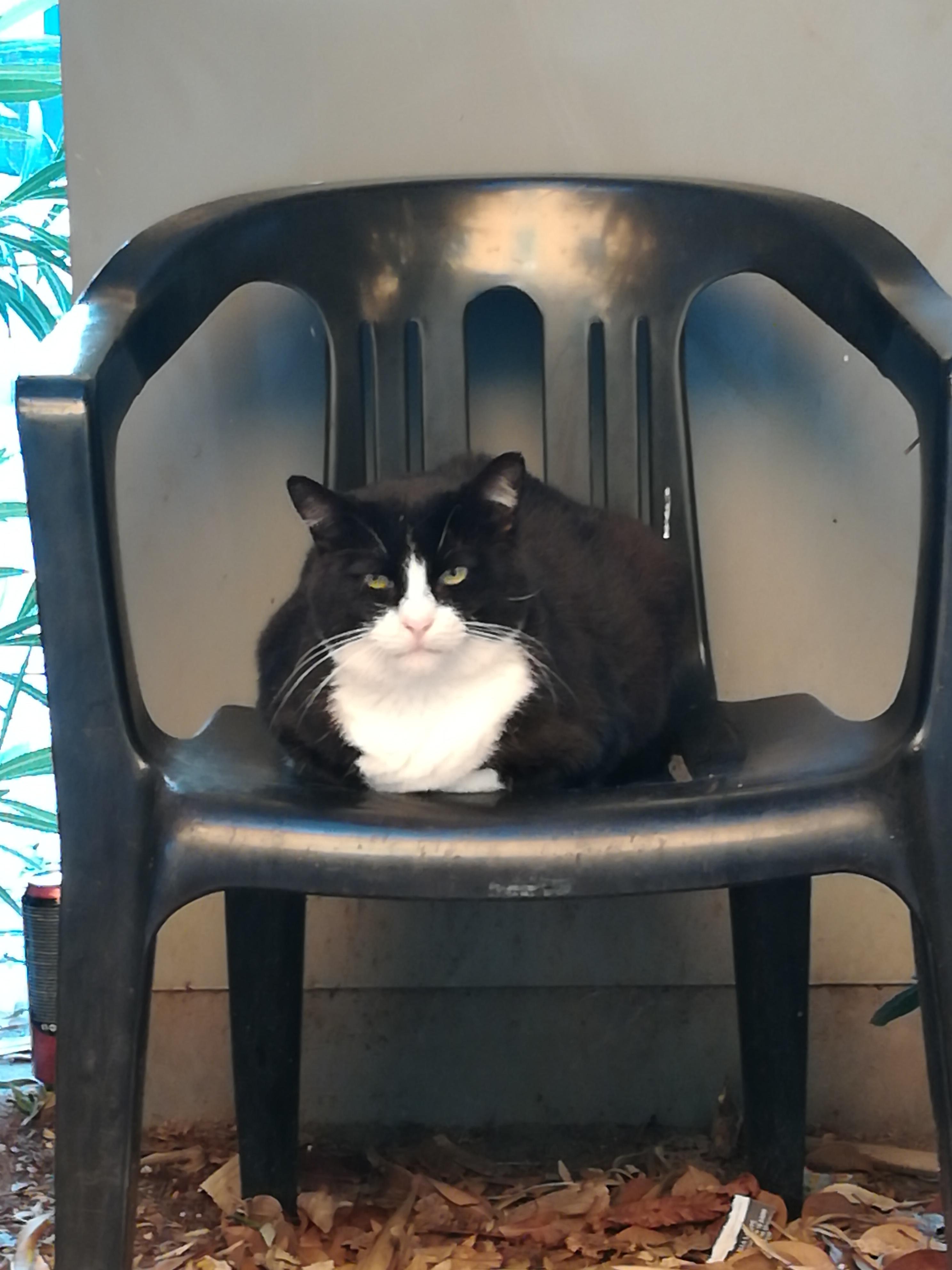 Thicc stray loaf | Scrolller