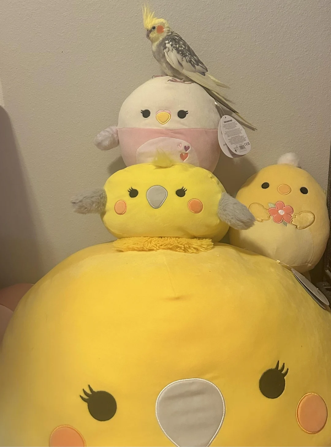 spot the real birb 🧐 | Scrolller