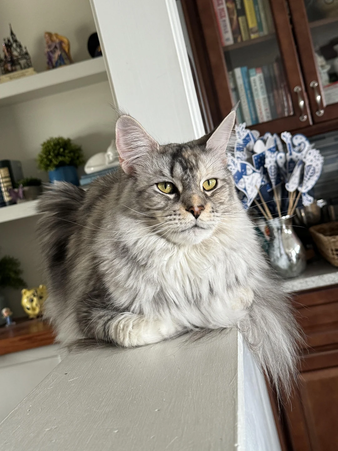 Paws too big to tuck.. I call it her “flexing loaf”. | Scrolller