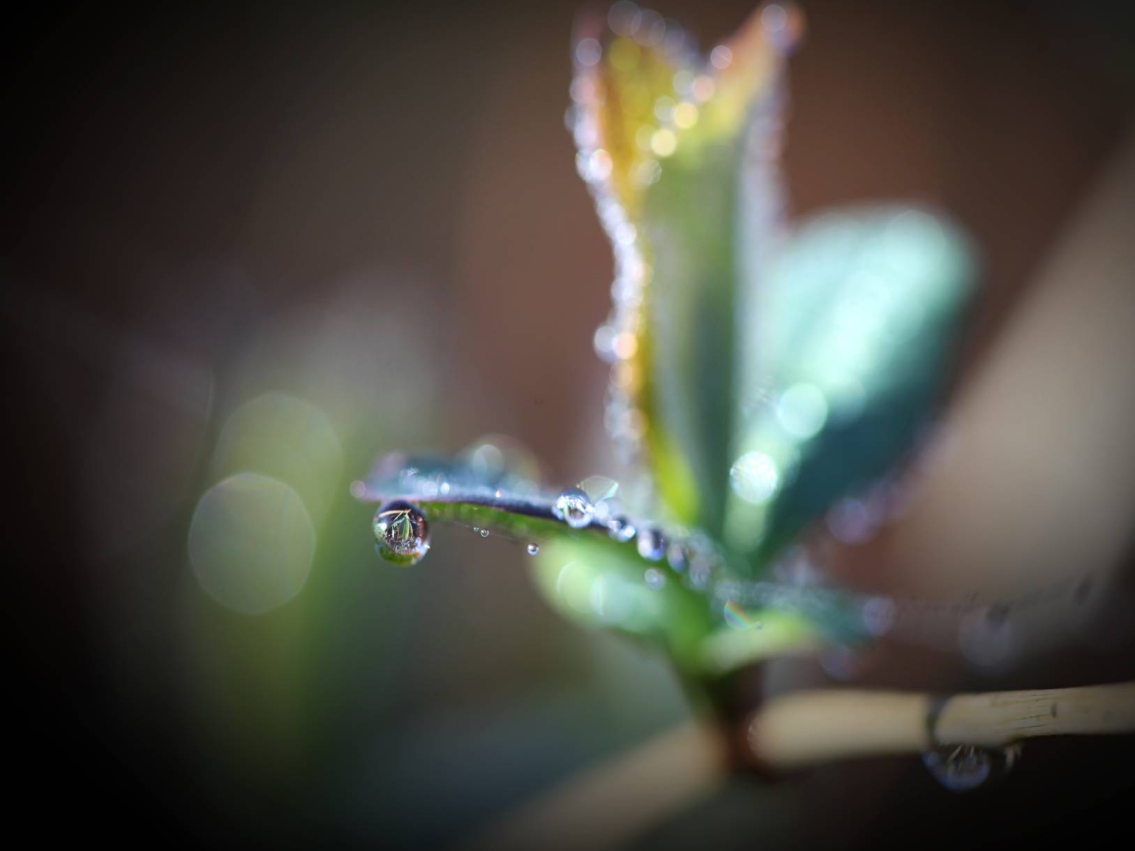 Drop on a leaf | Scrolller