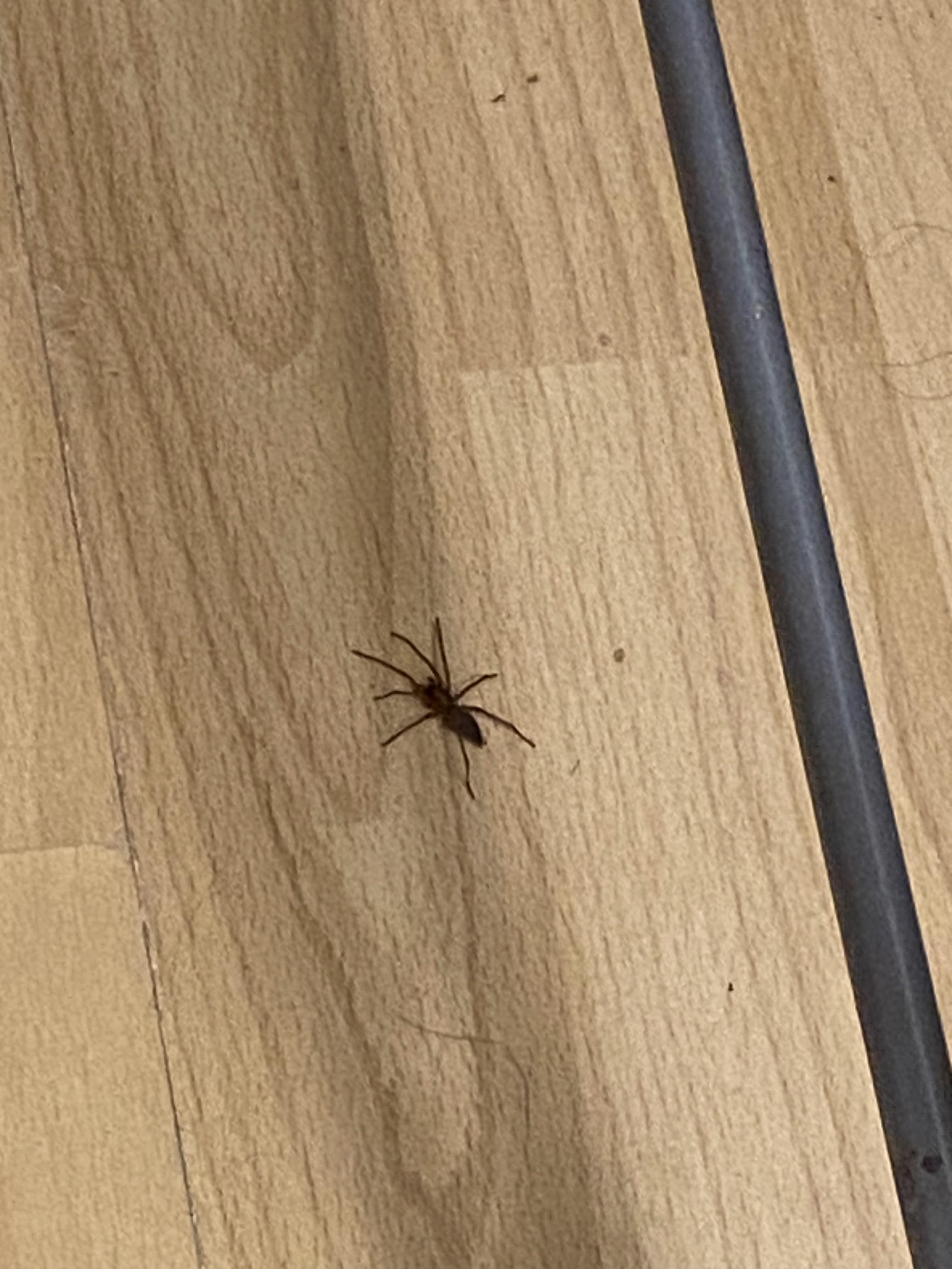 Only photo I could get before it ran under the bed. Possible to identify? Looked different and ...