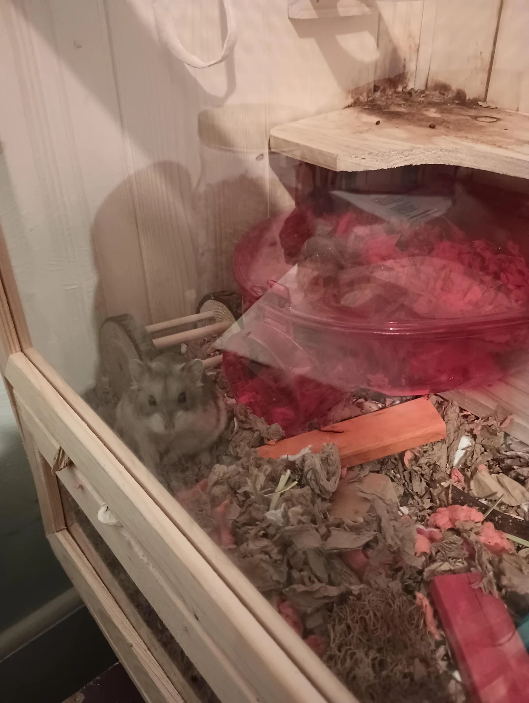 Everyone wish Storm a Happy 1 Month Gotcha Day | Scrolller