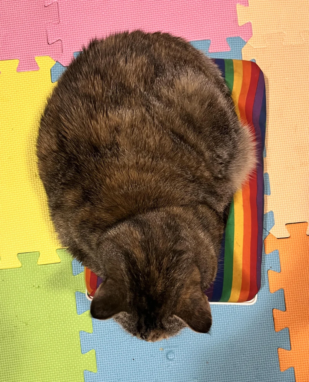 Listing loaf on the upside down lap desk | Scrolller