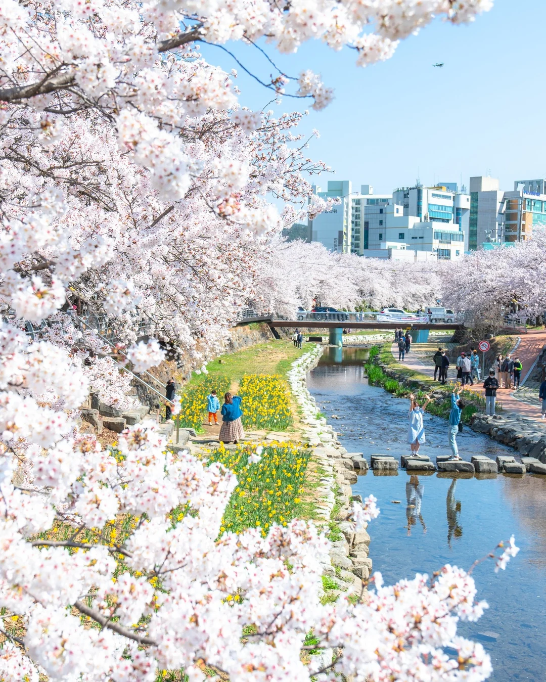 Spring in Ulsan, the 8th most populous city in South Korea. | Scrolller