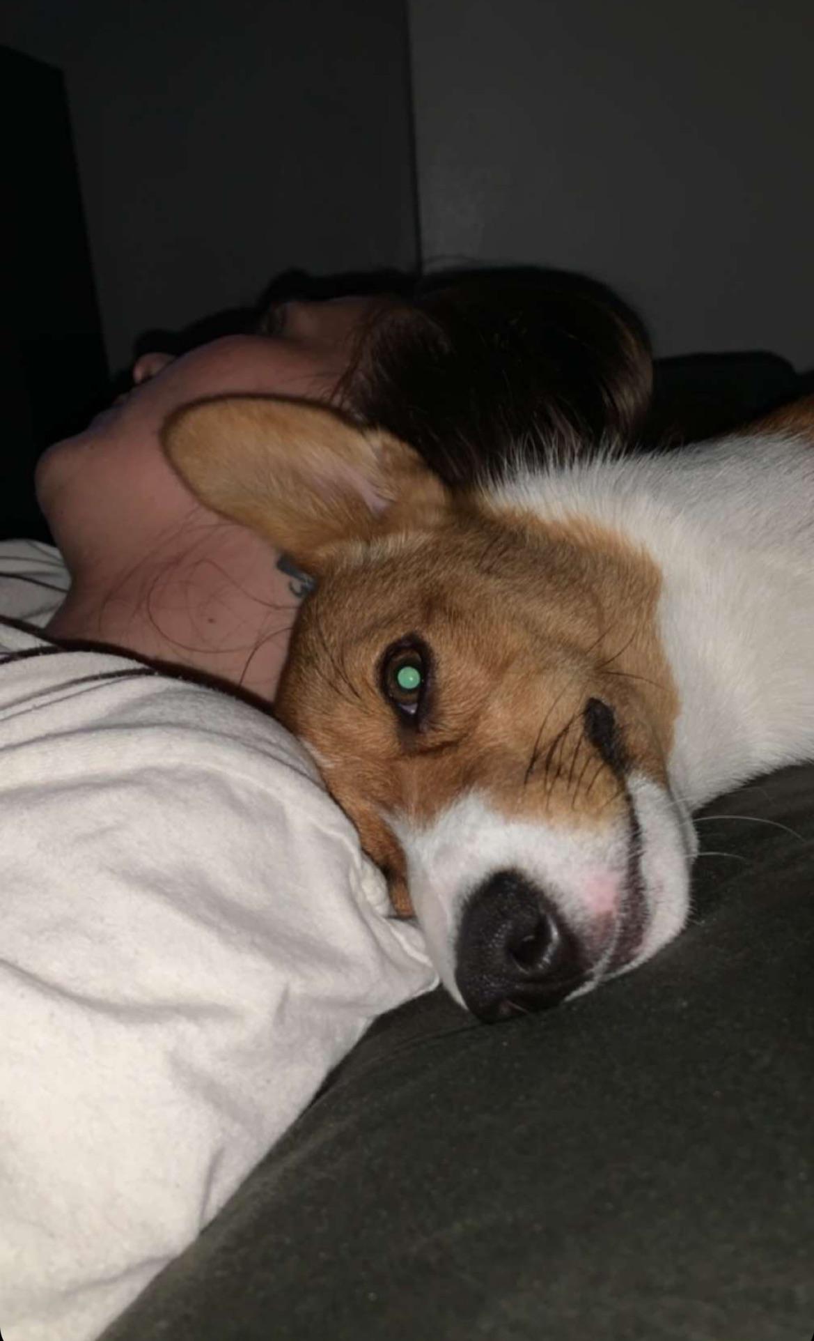 Does anyone else’s corgi insist you share your pillow? 😂 | Scrolller