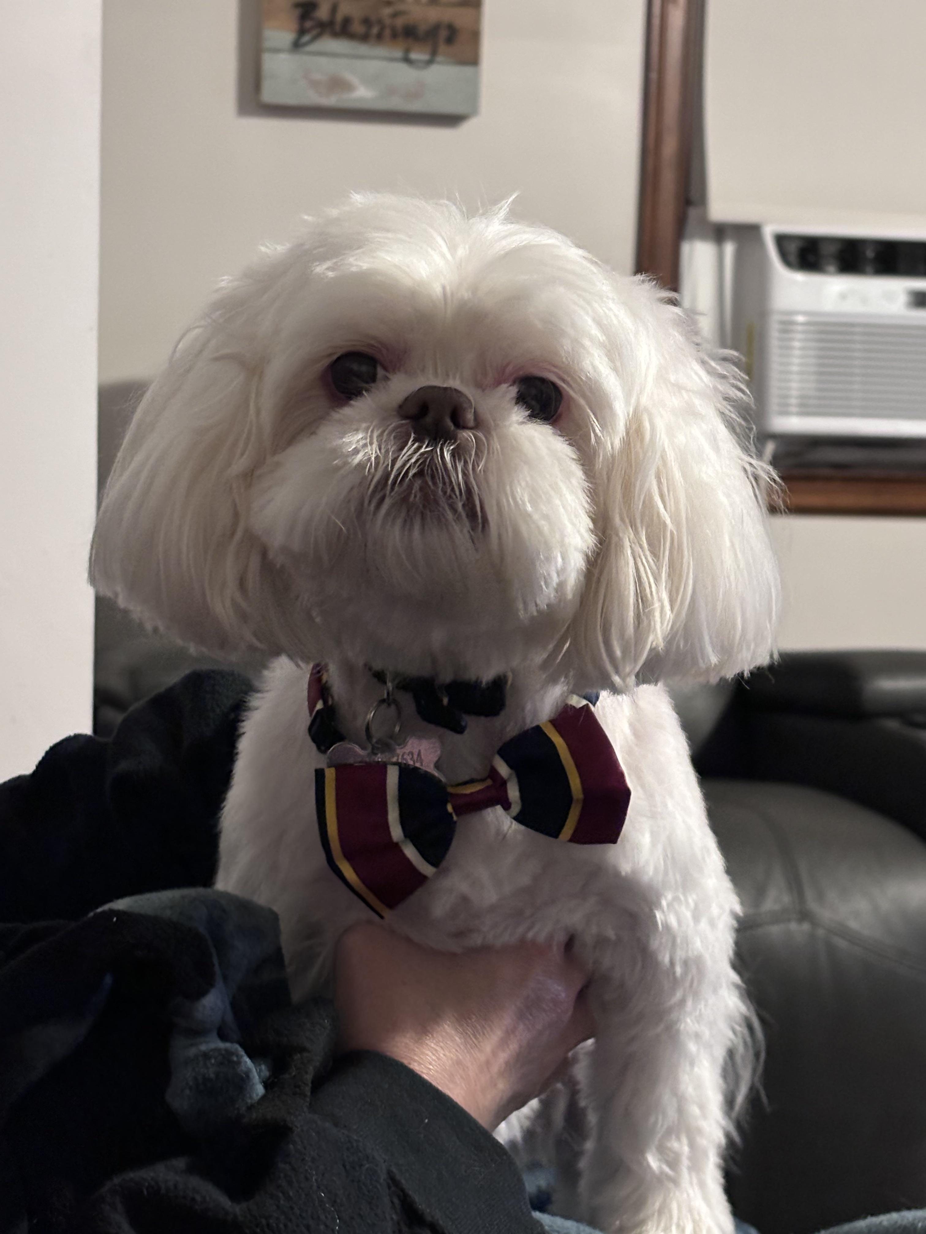 Grooming Day | Scrolller