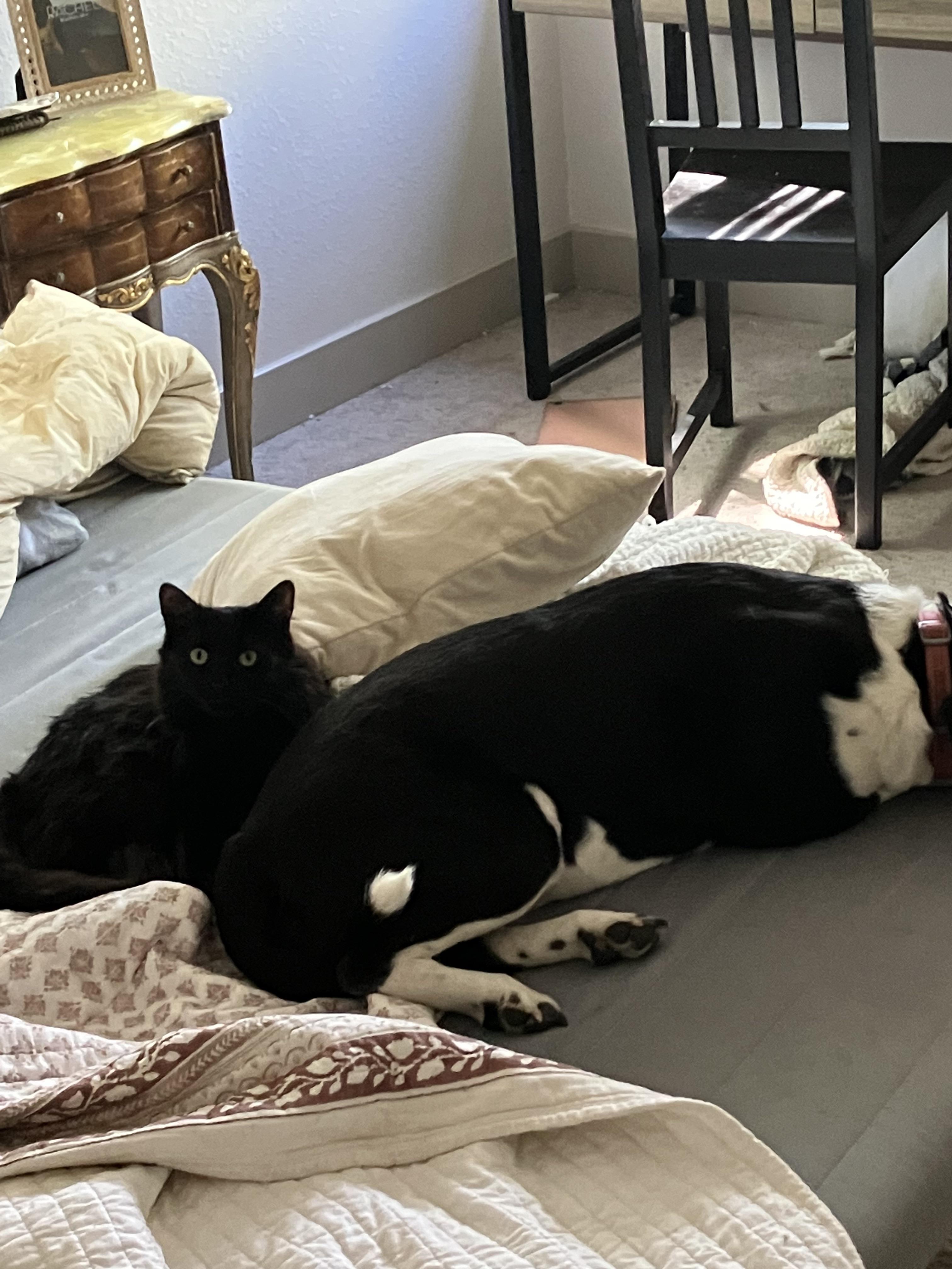 (OC) inseparable | Scrolller