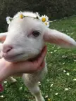 Cute lamb | Scrolller