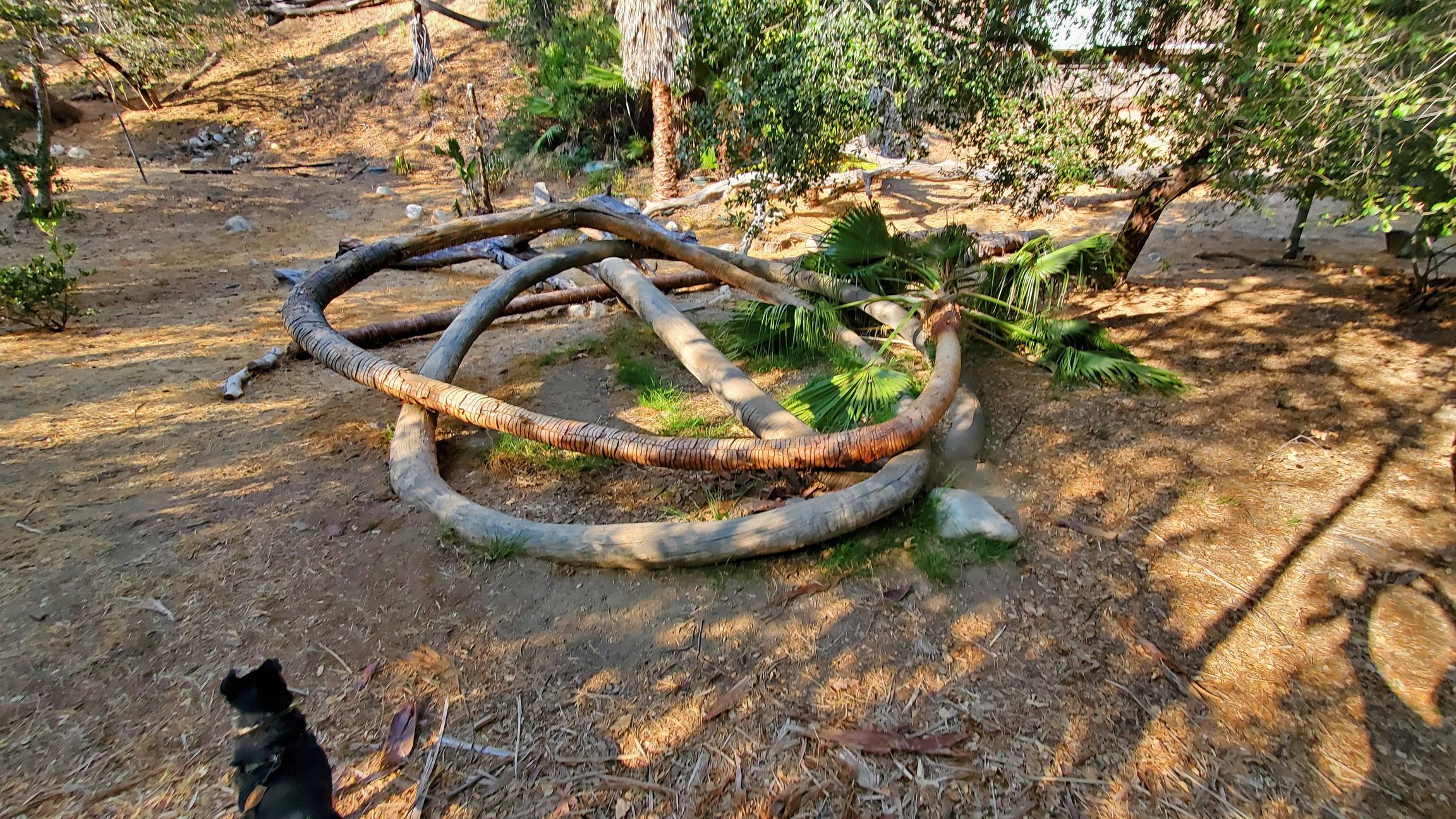 These palm trees keep growing! | Scrolller