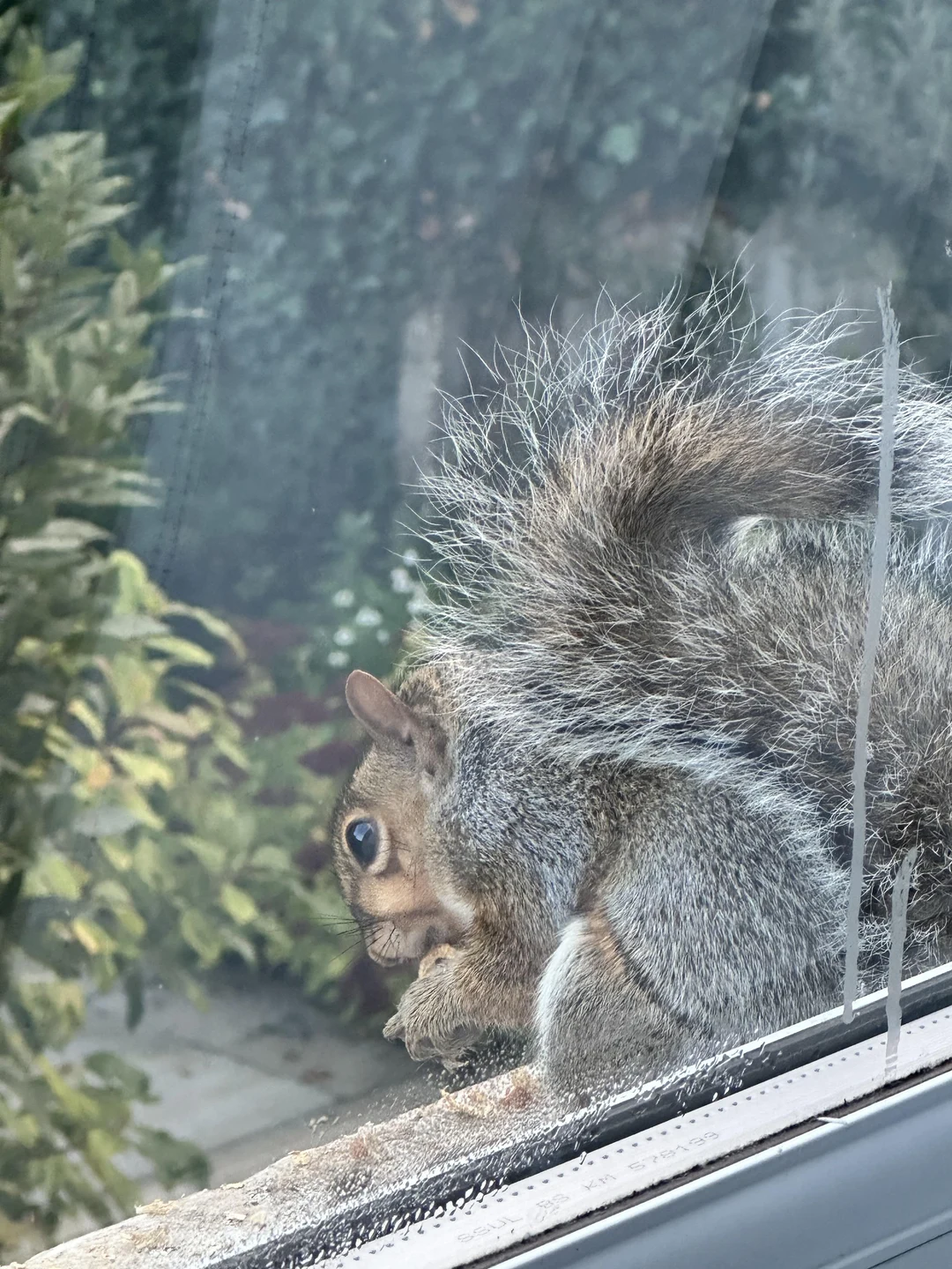 My friend squirrels 🐿️ | Scrolller