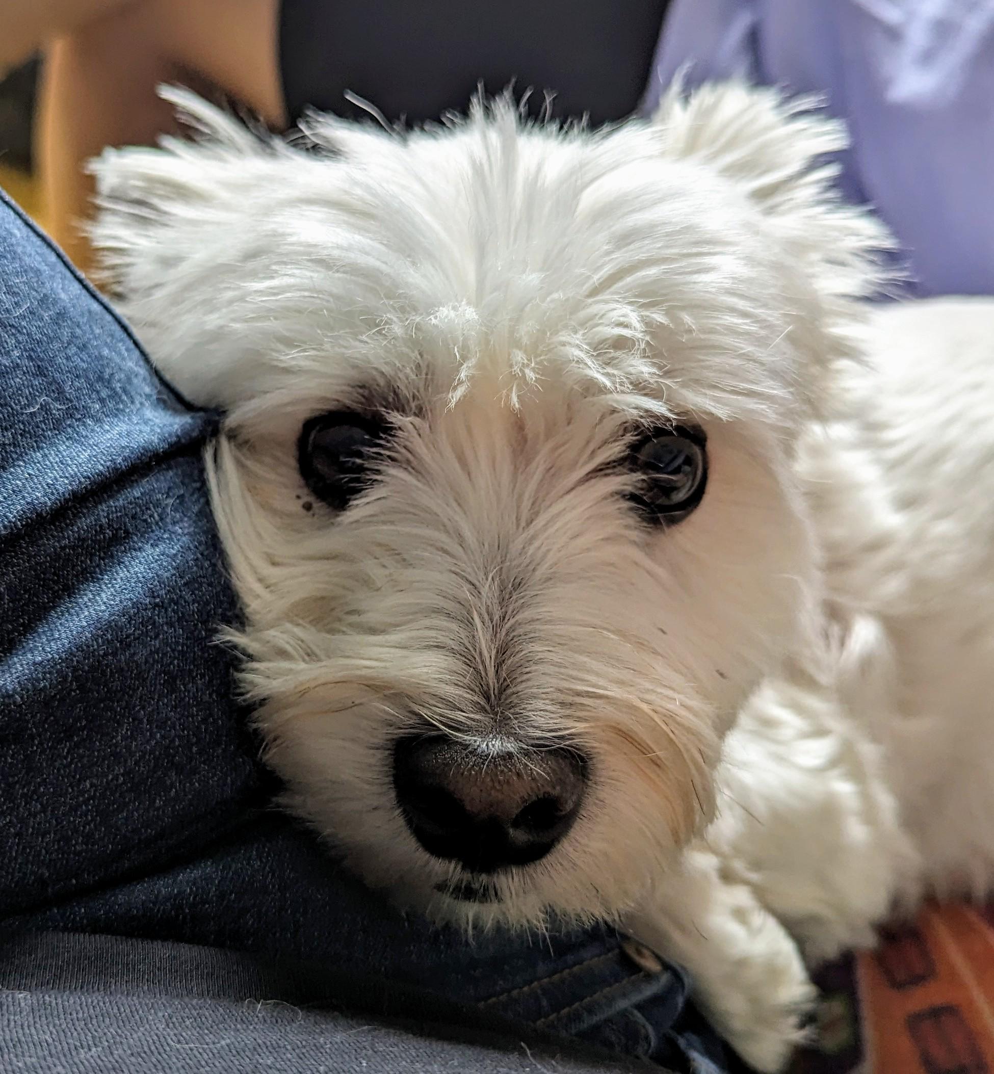 Phoebe... | Scrolller