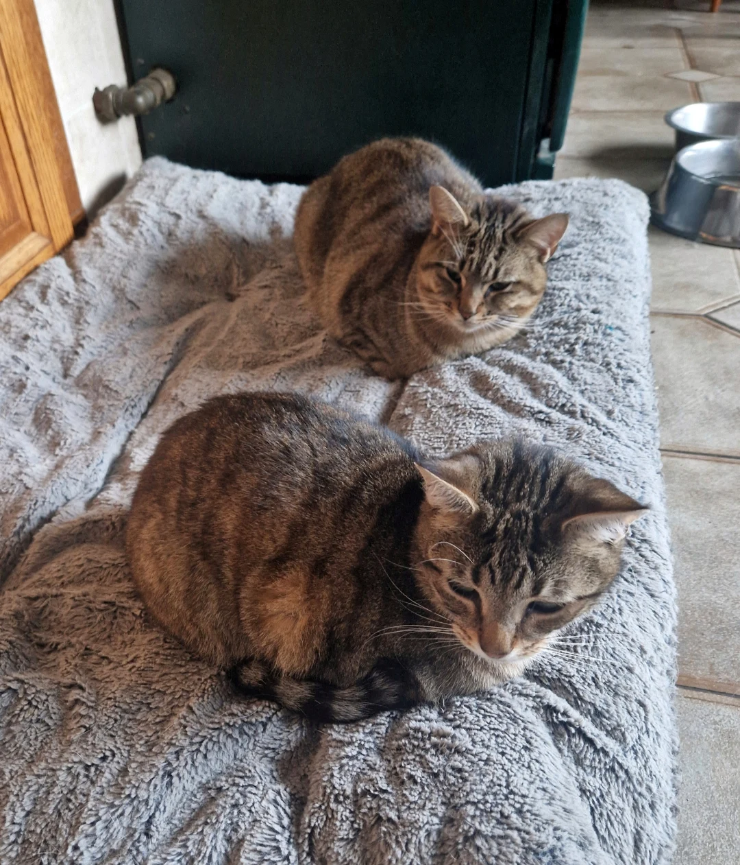Two Tabby Terrors Thieve - Dogs Left Bedless | Scrolller