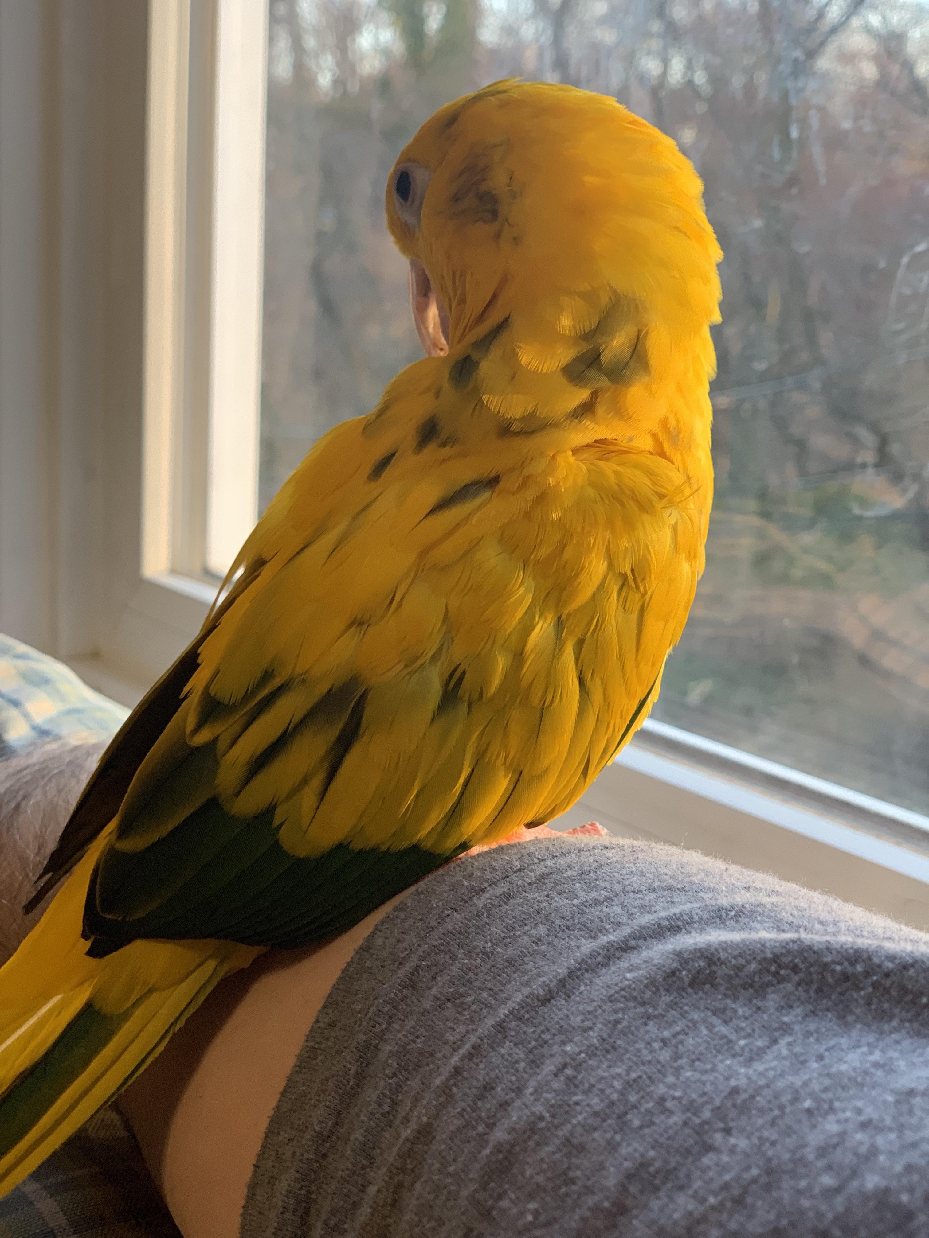 Golden conure during the golden hour | Scrolller