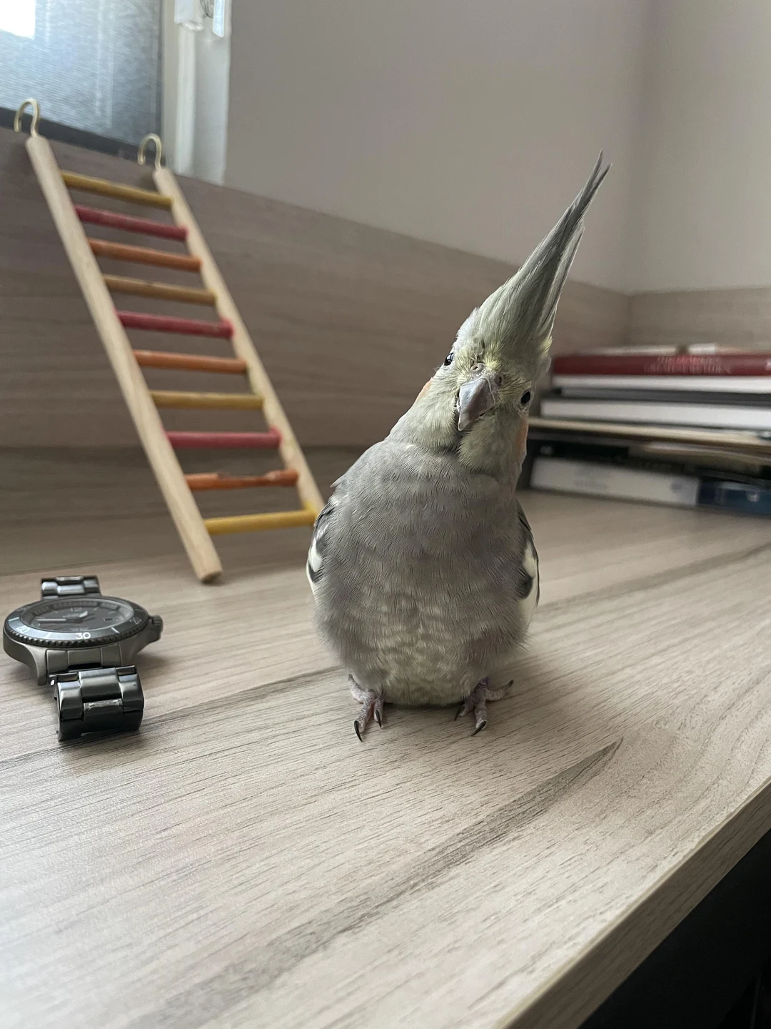 lil curious triangle | Scrolller