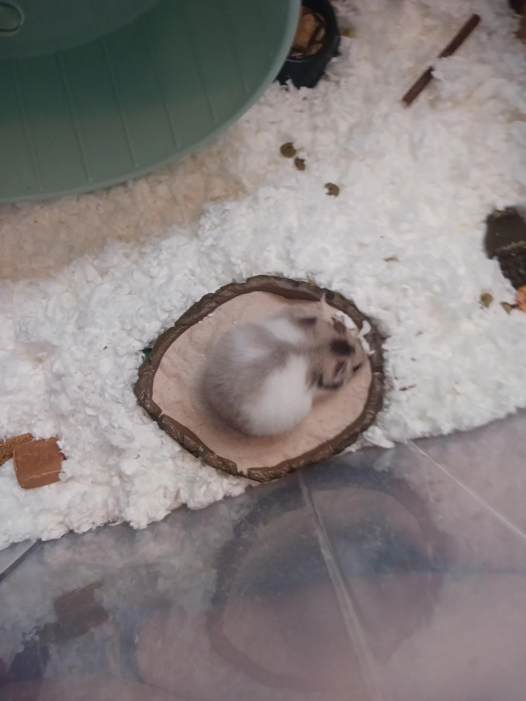 Rambling about my hamster :) | Scrolller