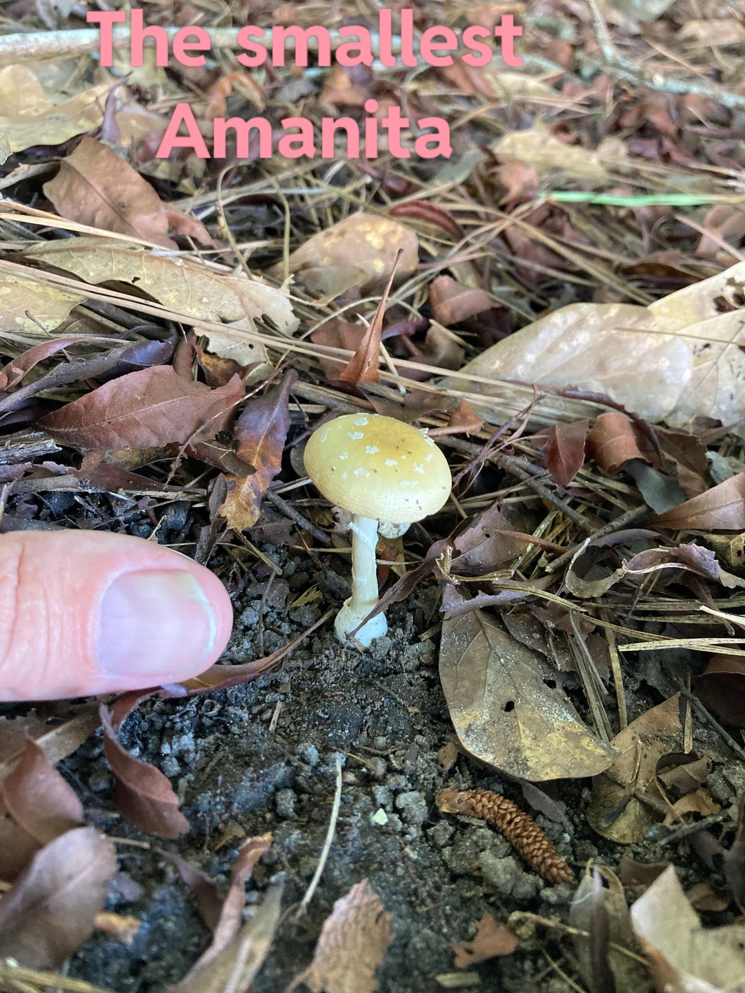 Thumb For Scale Scrolller