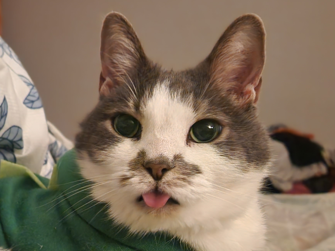 This is billy, he likes to do this fairly often but never for long so I've never been able to ...