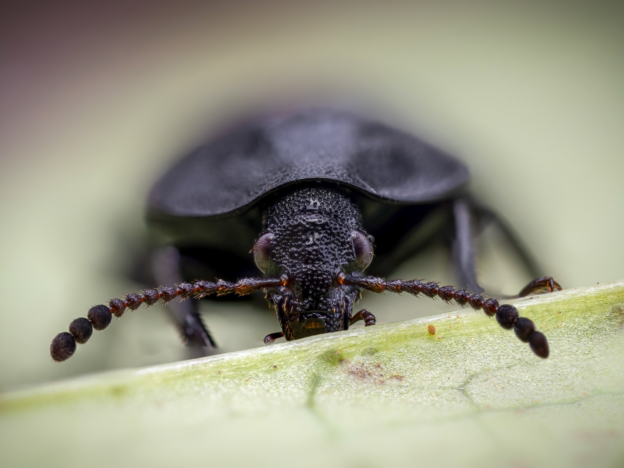 Carrion Beetle | Scrolller