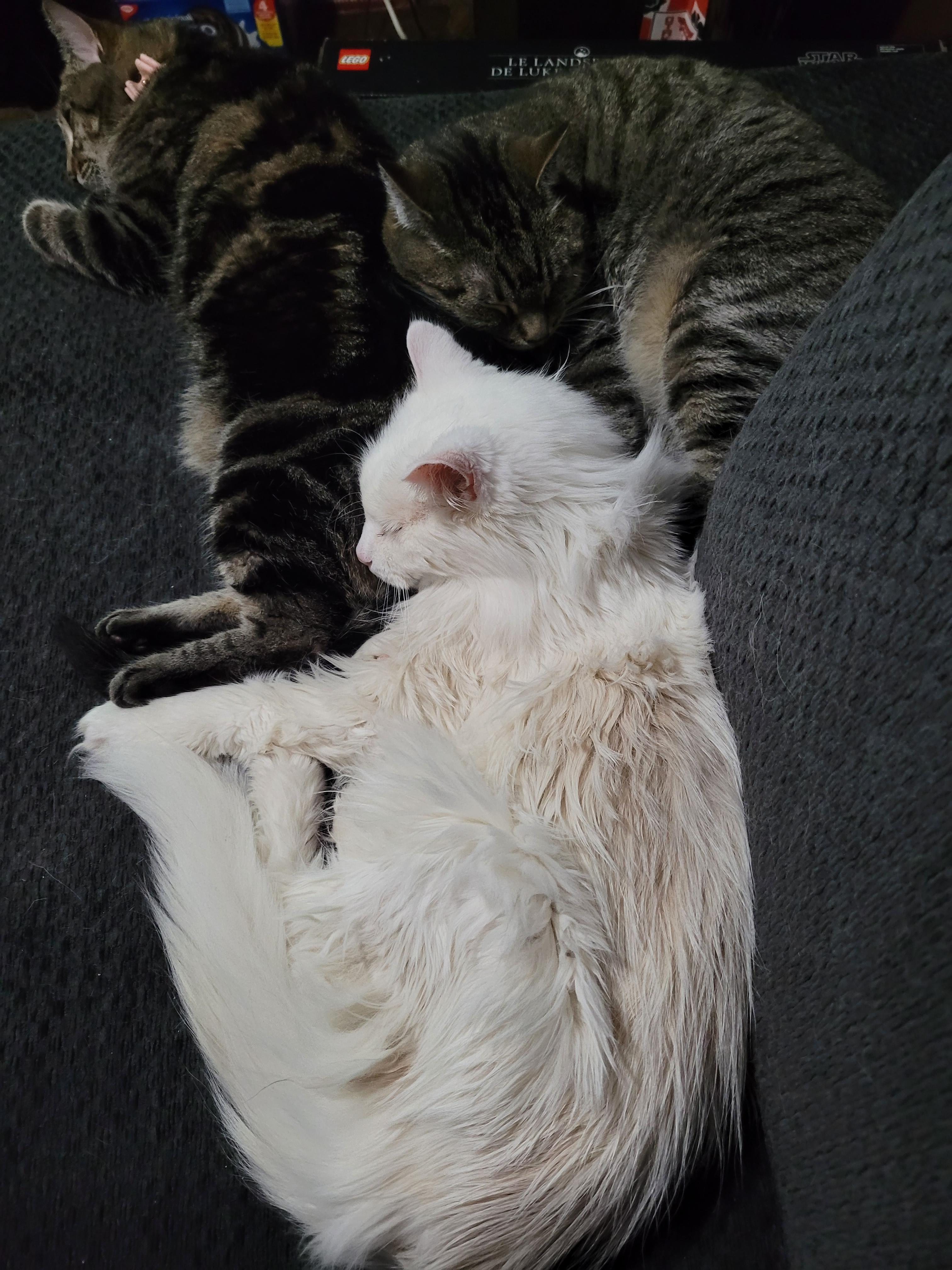 Stealing the couch again 😆 | Scrolller