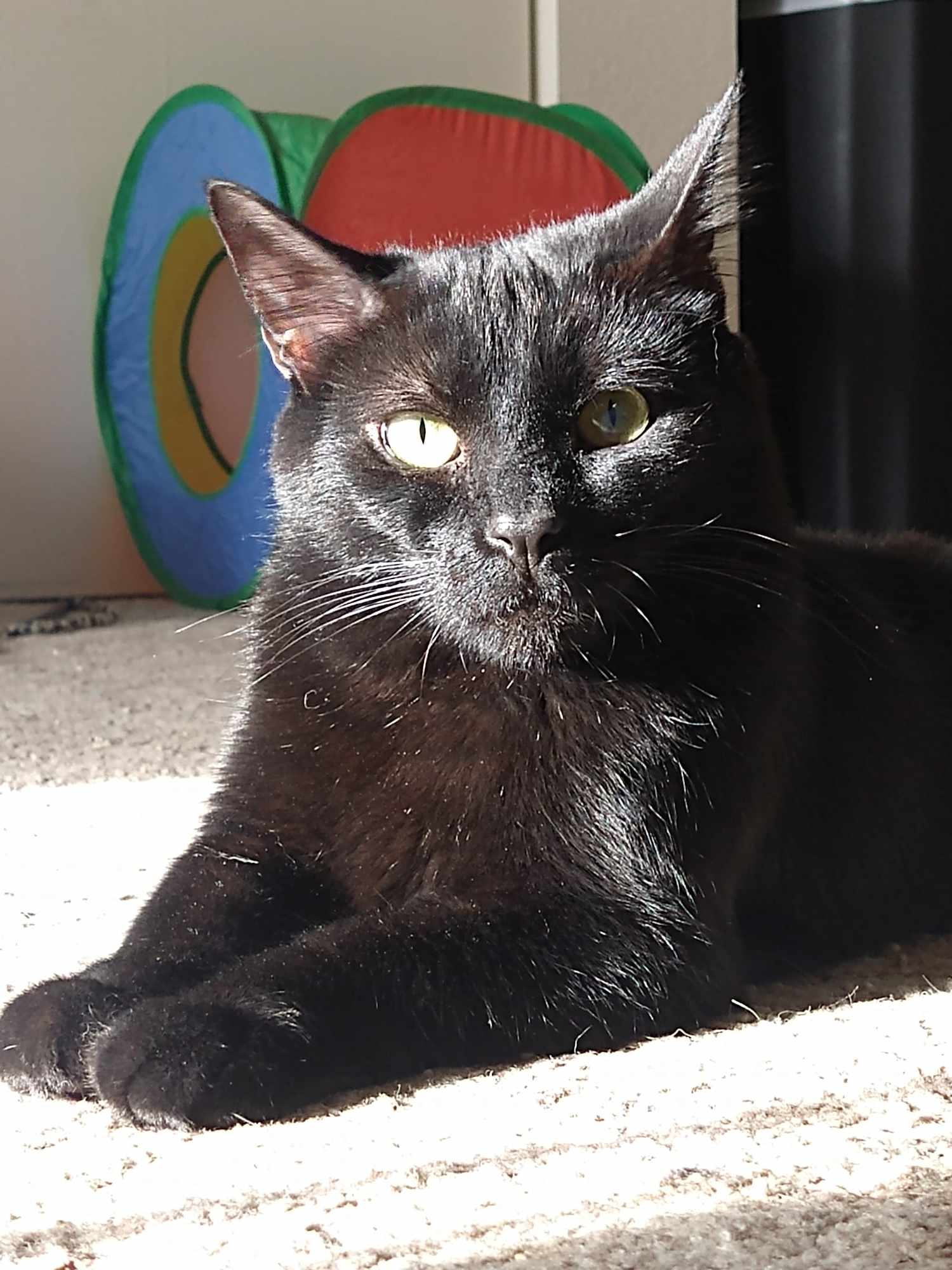 Our supermodel void Cole 'The Soul'... | Scrolller