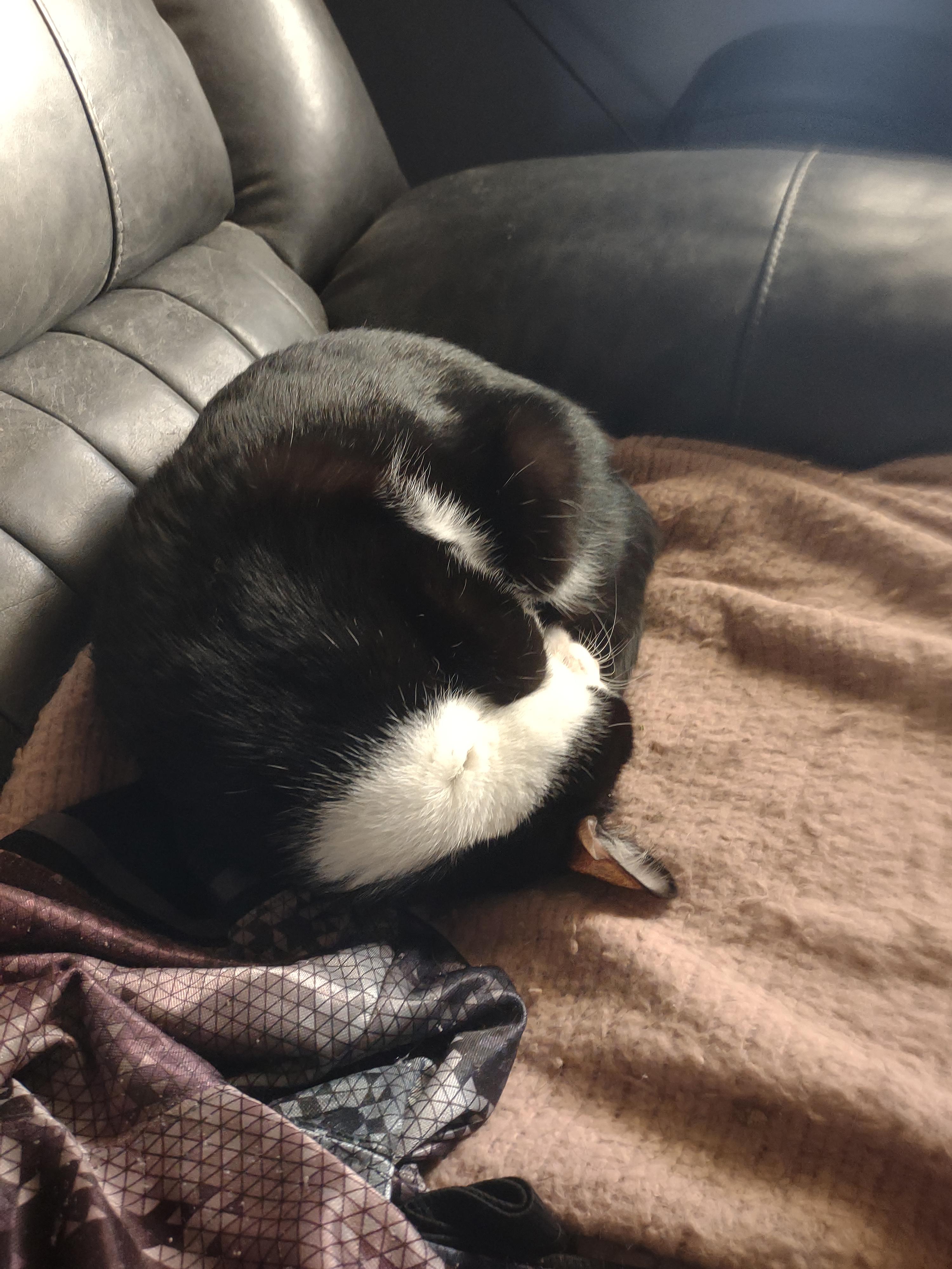 Ball O Tux | Scrolller